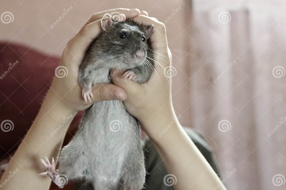 Funny rat in the hands stock image. Image of nature, animals - 94738211