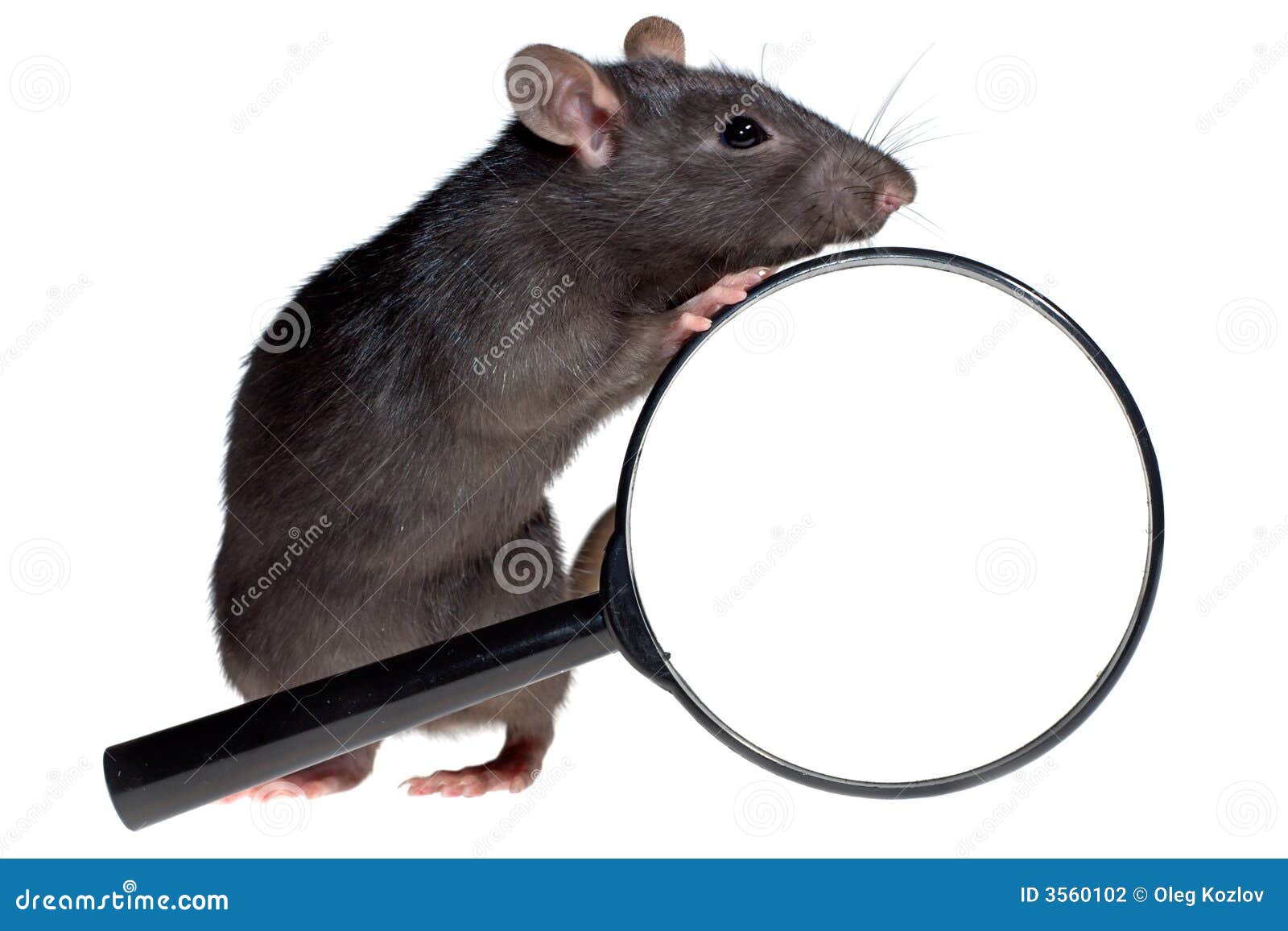 Funny Rat and Magnifying Glass Stock Photo - Image of magnifier, 2008: ...