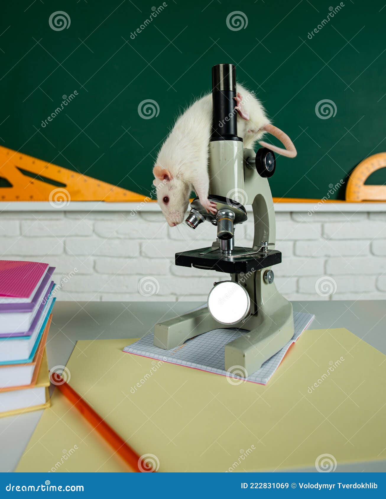 Funny Rat Sit on Microscope, Banner for University College or School ...