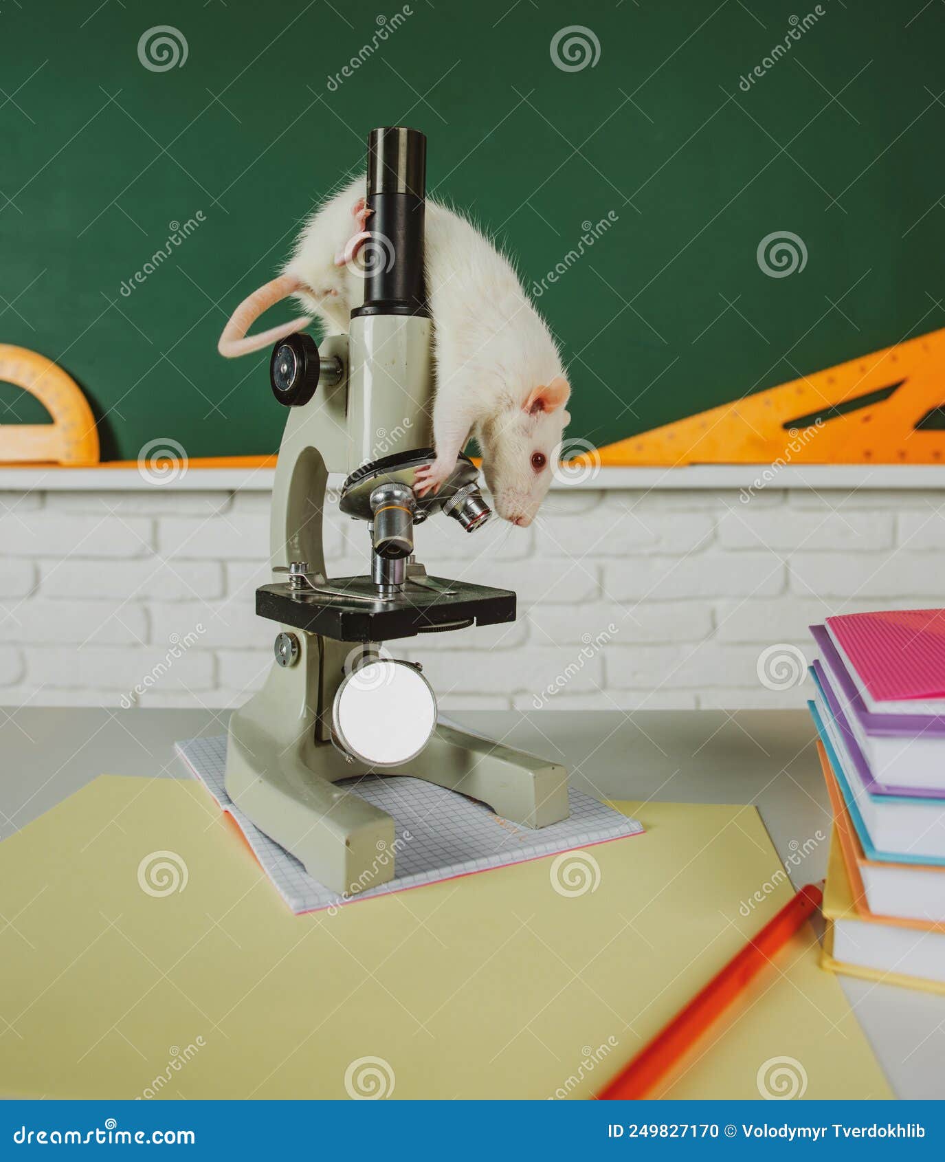 Funny Rat Sit on Microscope, Banner for University College or School ...