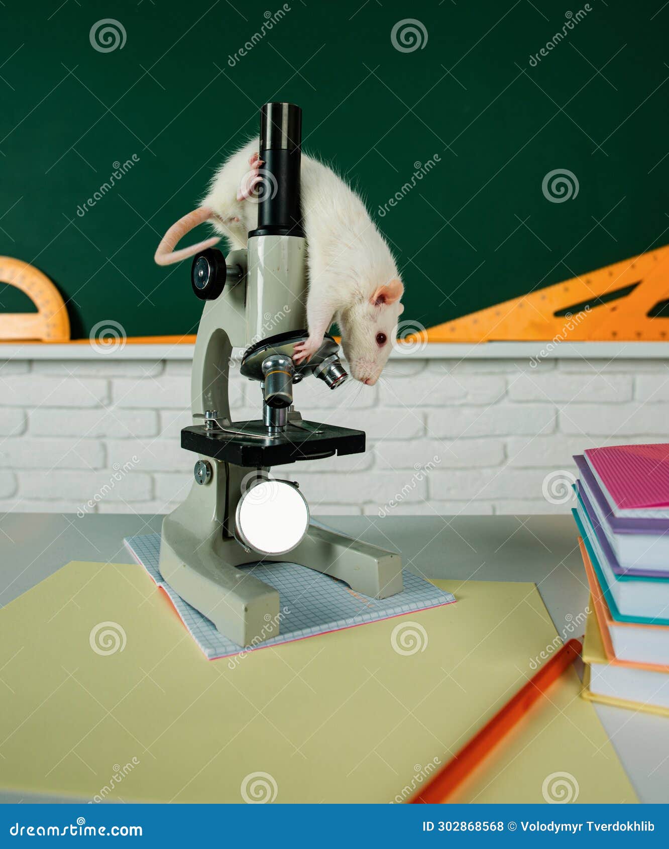 Funny Rat Sit on Microscope, Banner for University College or School ...