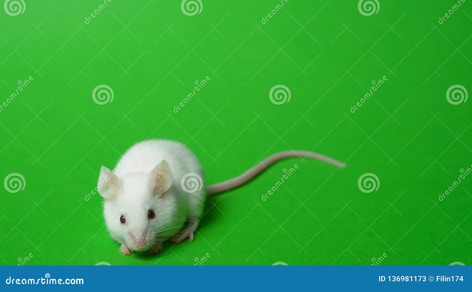 Funny Rat Washing Himself Green Screen Stock Video - Video of domestic ...