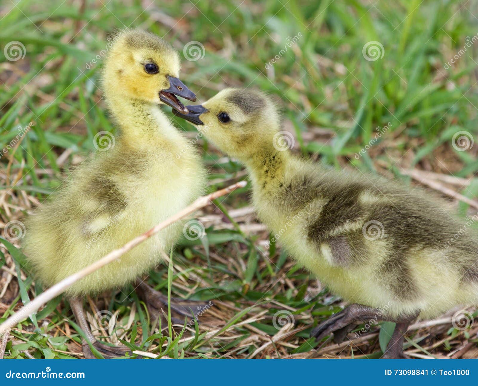 Funny Reaction of the Chick on the First Kiss Stock Image - Image of ...