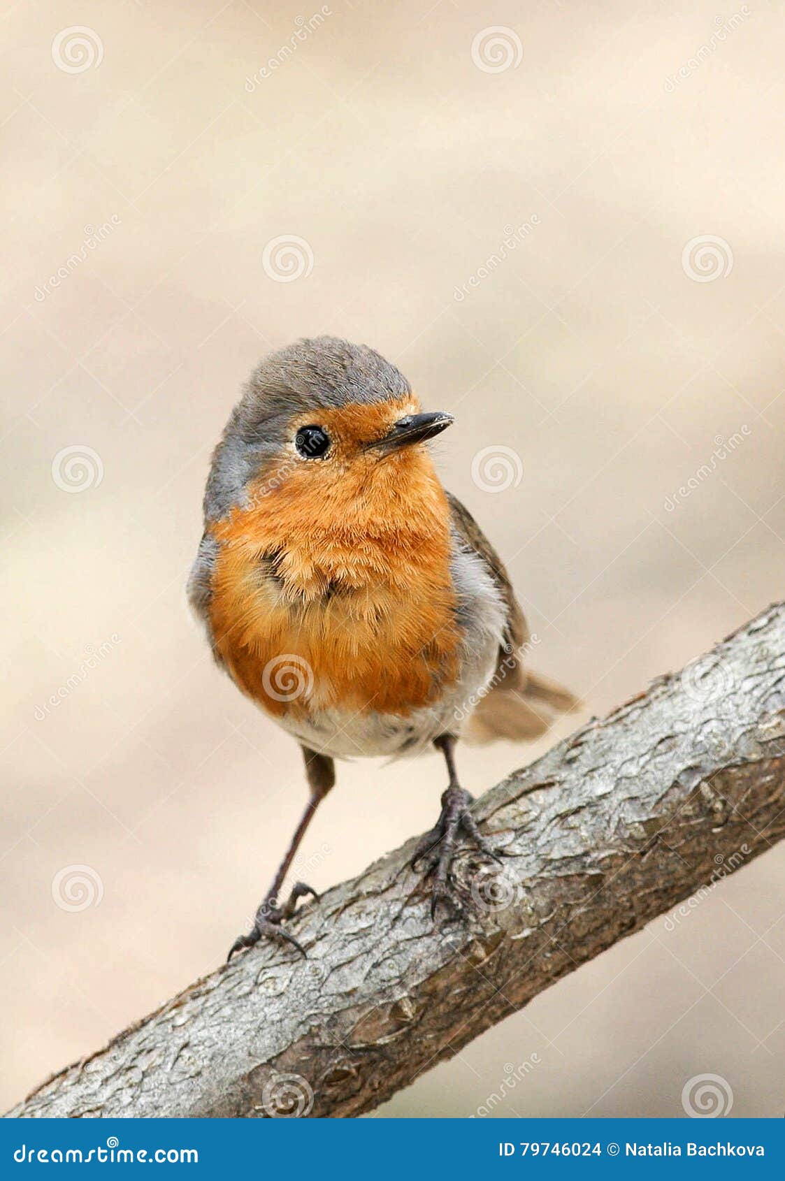 Funny Red Bird Robin is on the Tree in the Park Stock Photo - Image of ...