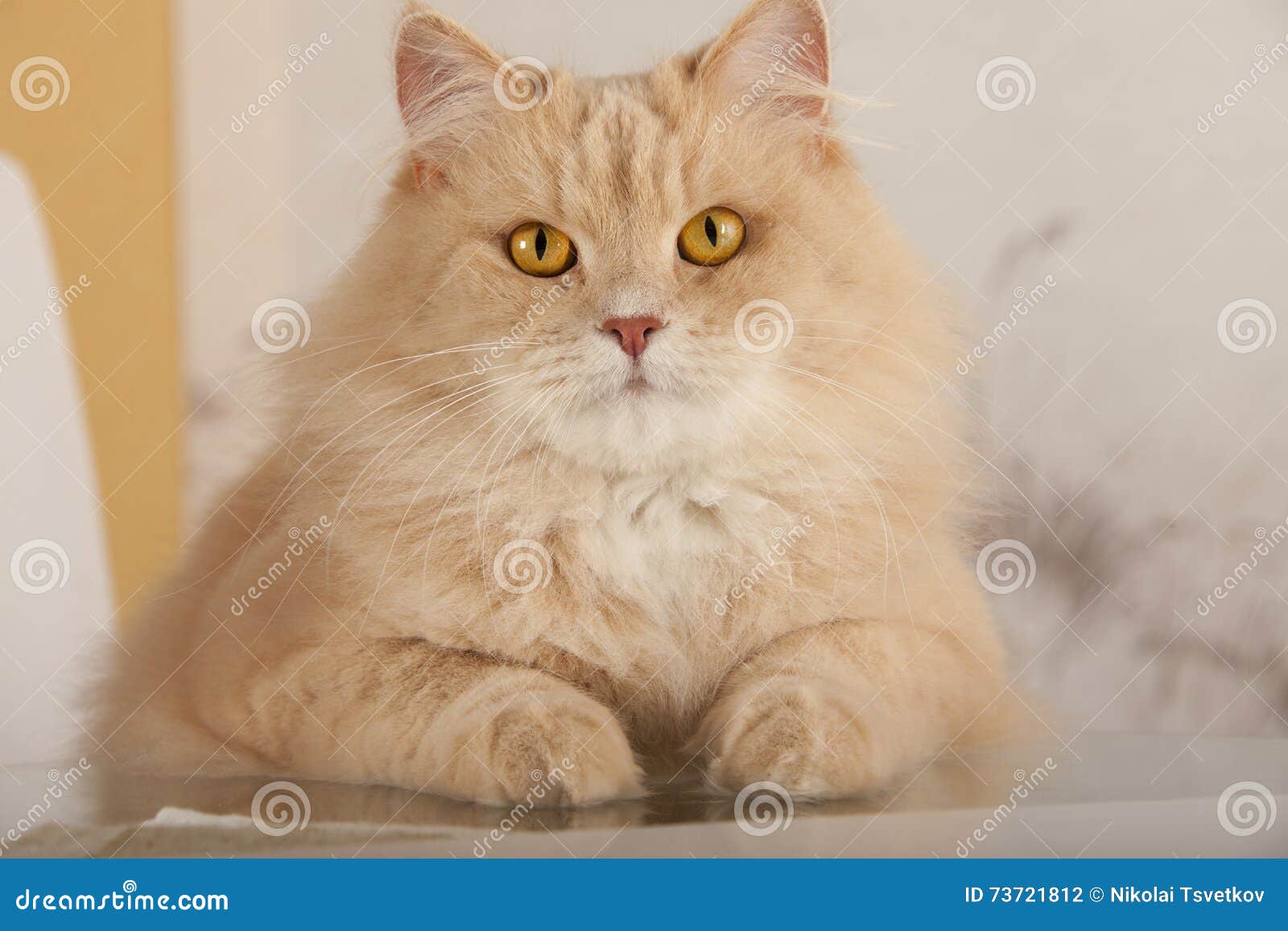 Funny red cat stock photo. Image of mirror, fluffy, lovely - 73721812