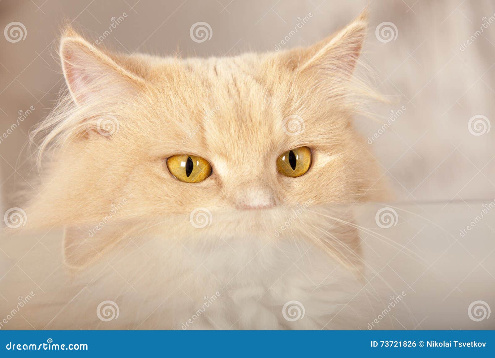 Funny red cat stock photo. Image of mammal, funny, thoroughbred - 73721826