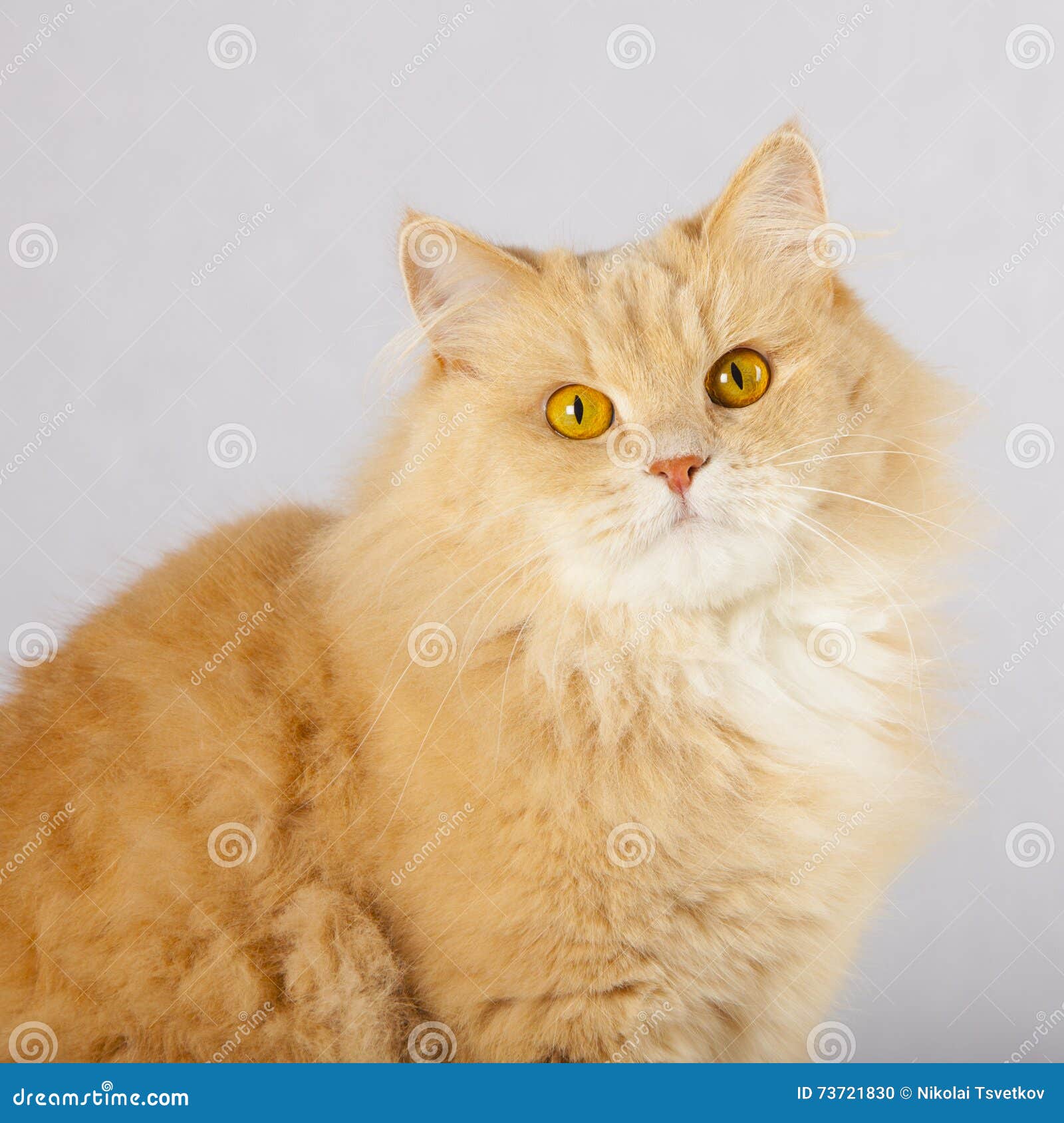 Funny red cat stock photo. Image of room, closeup, domestic - 73721830