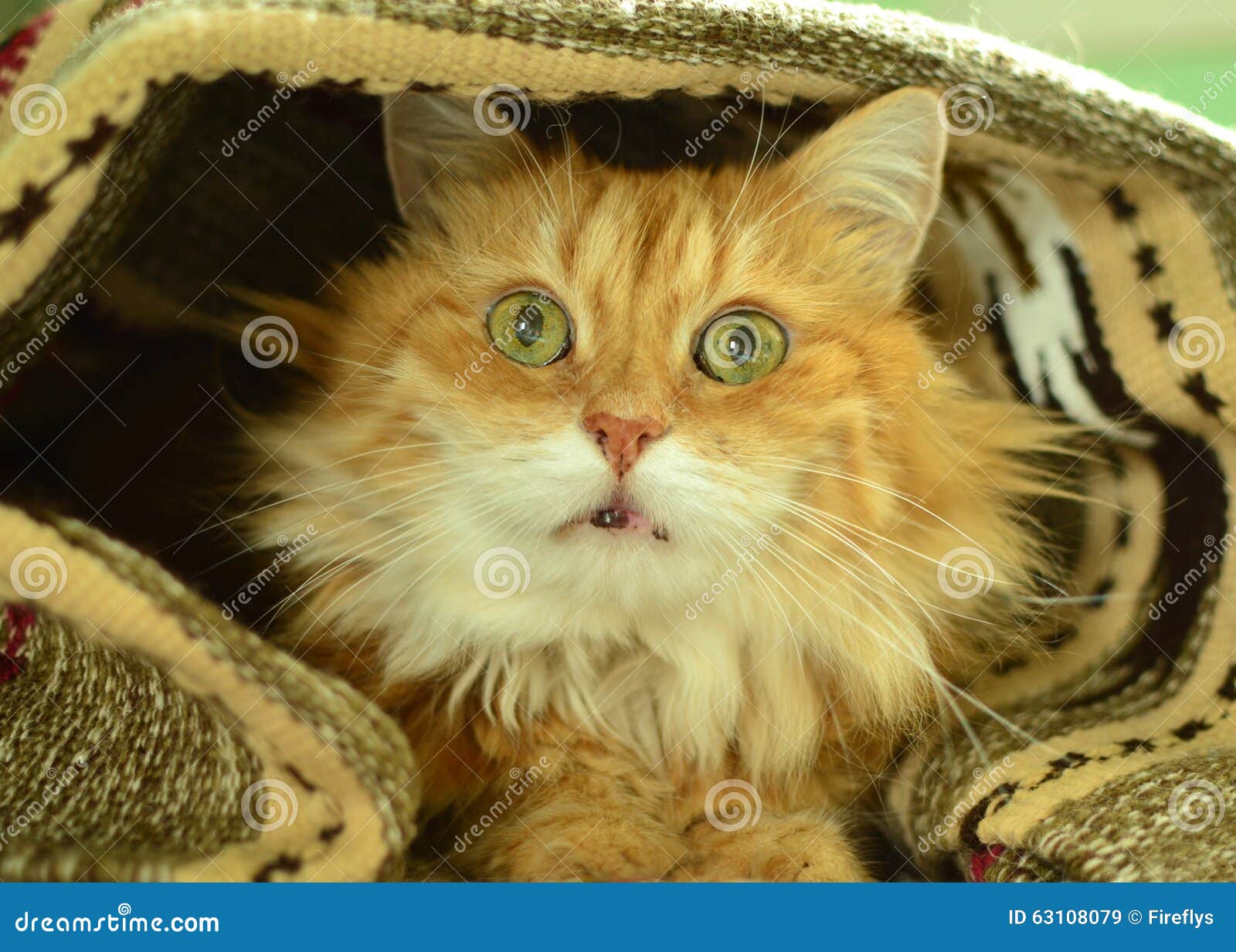 Funny red cat stock image. Image of winter, knitting - 63108079