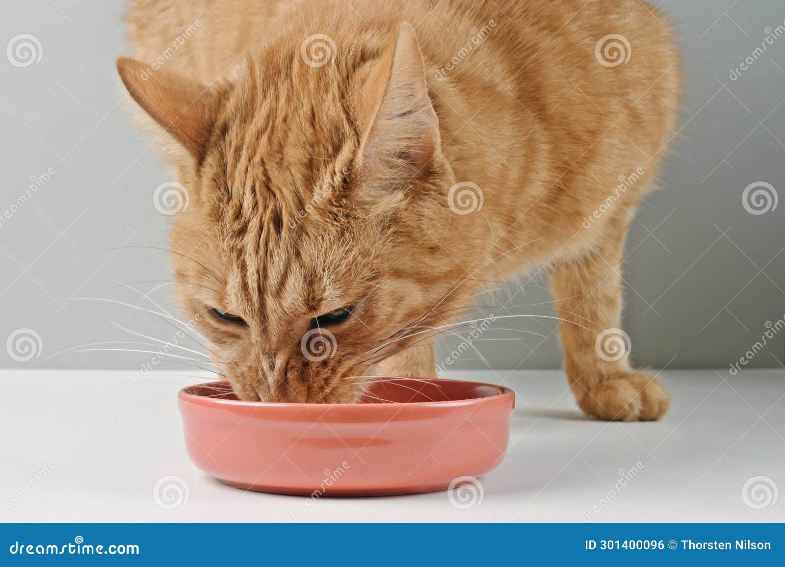 Funny Red Cat Eat Cat Food on Red Ceramic Plate. Stock Photo - Image of ...
