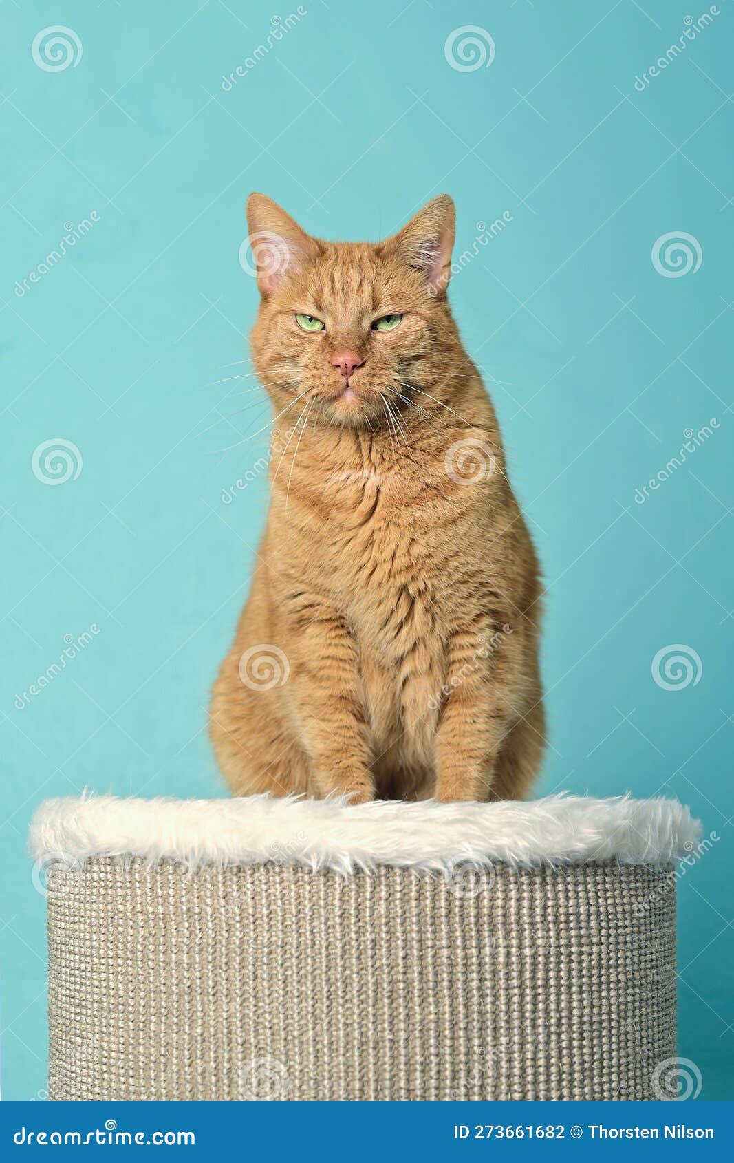 Funny Red Cat Sitting on the Scratching Post .with Grumpy Expression ...