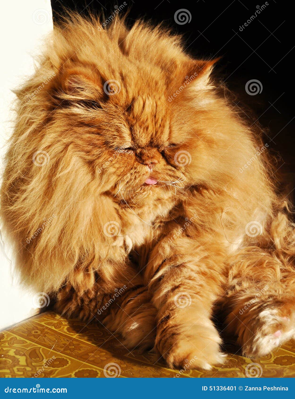 Funny red cat sleepy stock image. Image of favorite, clutches - 51336401