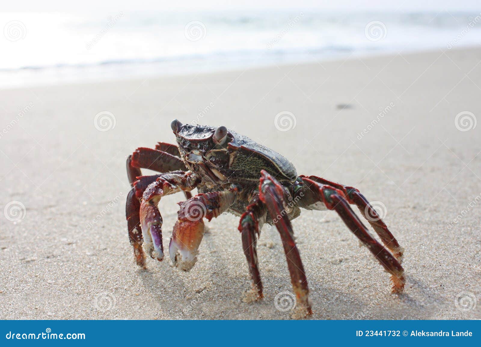 Funny Red Crab on the Beach in Varkala, Kerala Stock Photo - Image of ... Funny Red Crab on the Beach in Varkala, Kerala Stock Photo - Image of ...