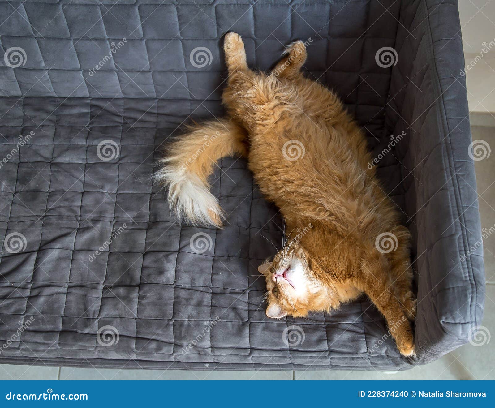Funny Red Fat Cat Lying on the Sofa. Stock Photo - Image of white ...