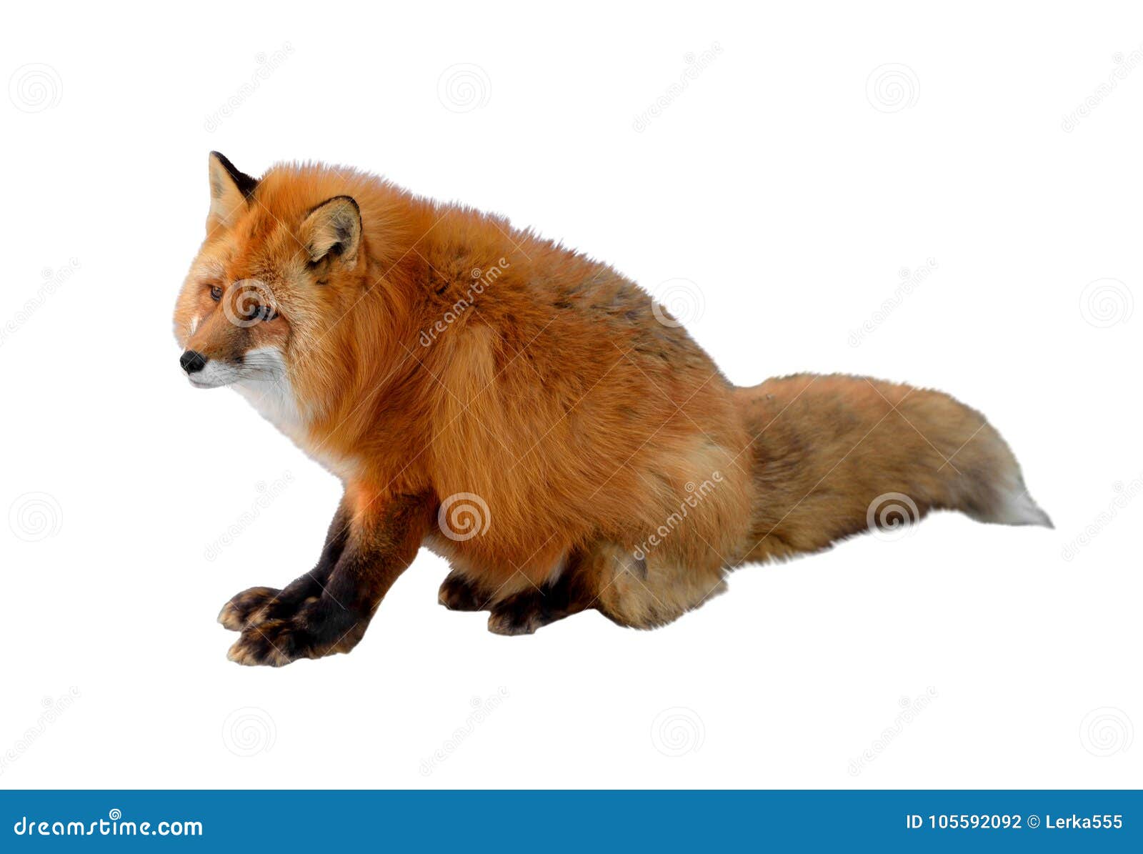 Funny Red Fox Vulpes Vulpes Stock Photo - Image of white, wildlife ...