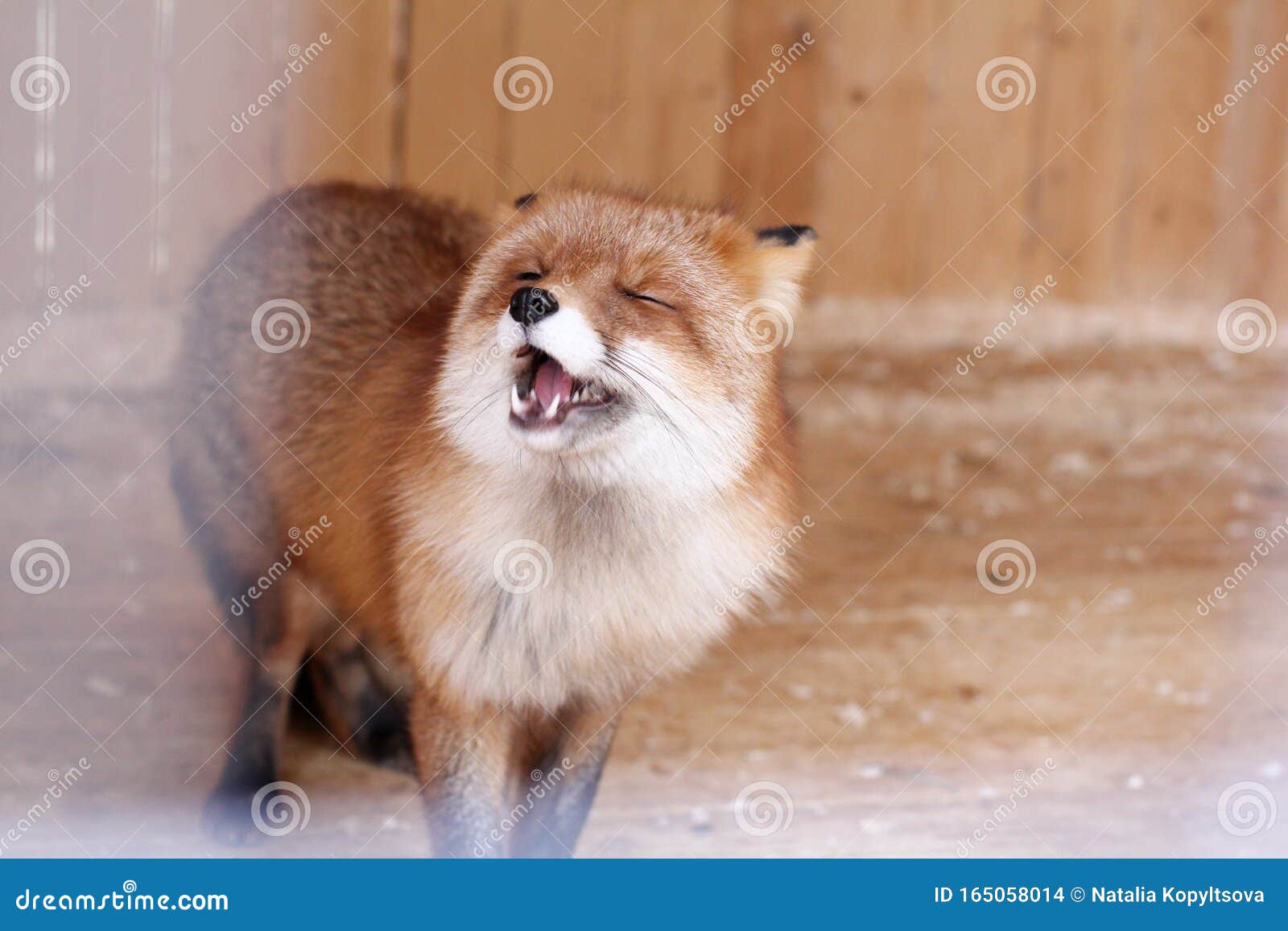 Funny Red Fox in a Zoo Cage Stock Photo - Image of portrait, foxy ...