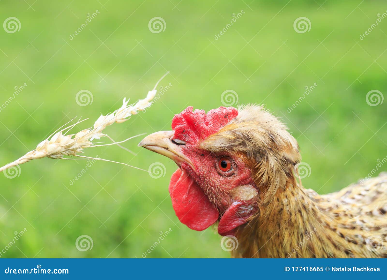 Funny Red-haired Chicken Eats Wheat Grains from a Spikelet in Th Stock ...
