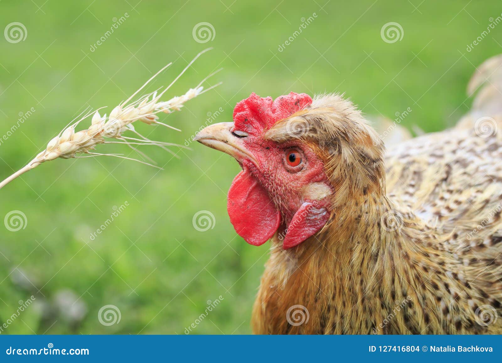 Funny Red-haired Chicken Eats Wheat Grains from a Spikelet in Th Stock ...