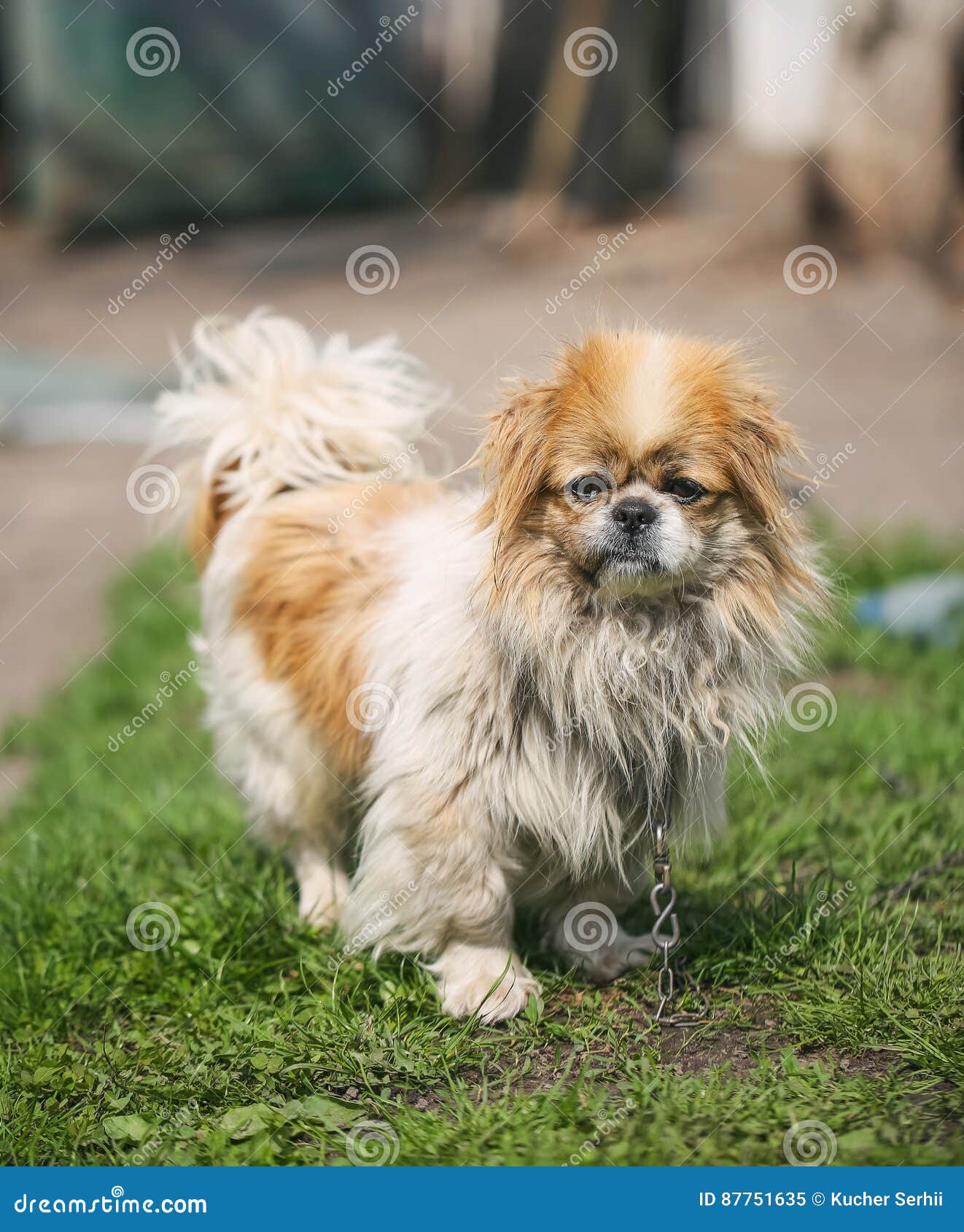 Funny Red-haired Pekingese Dog Stock Image - Image of outside, nature ...