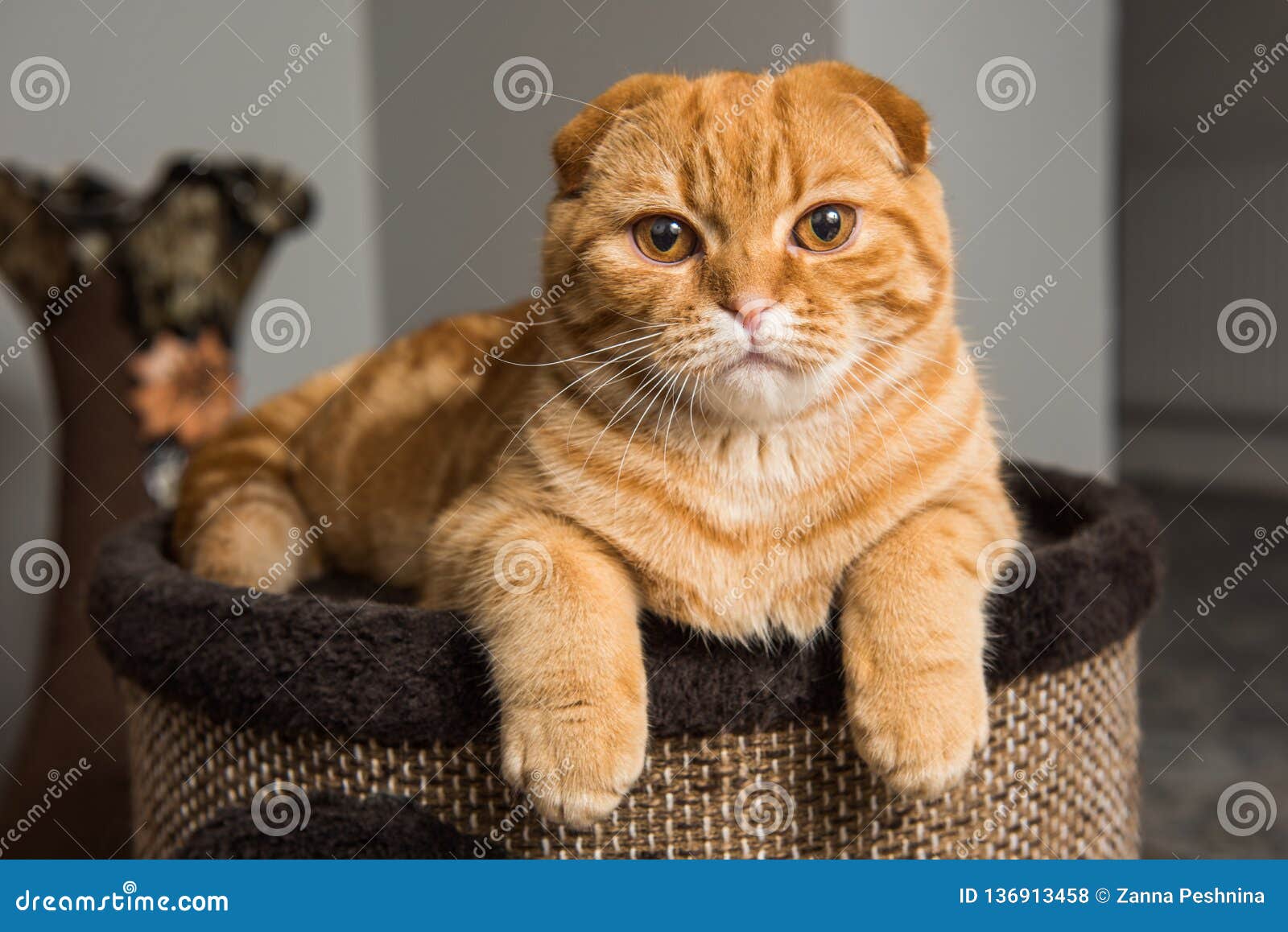 Scottish Fold Red Cat in Cat House Stock Photo - Image of british ...