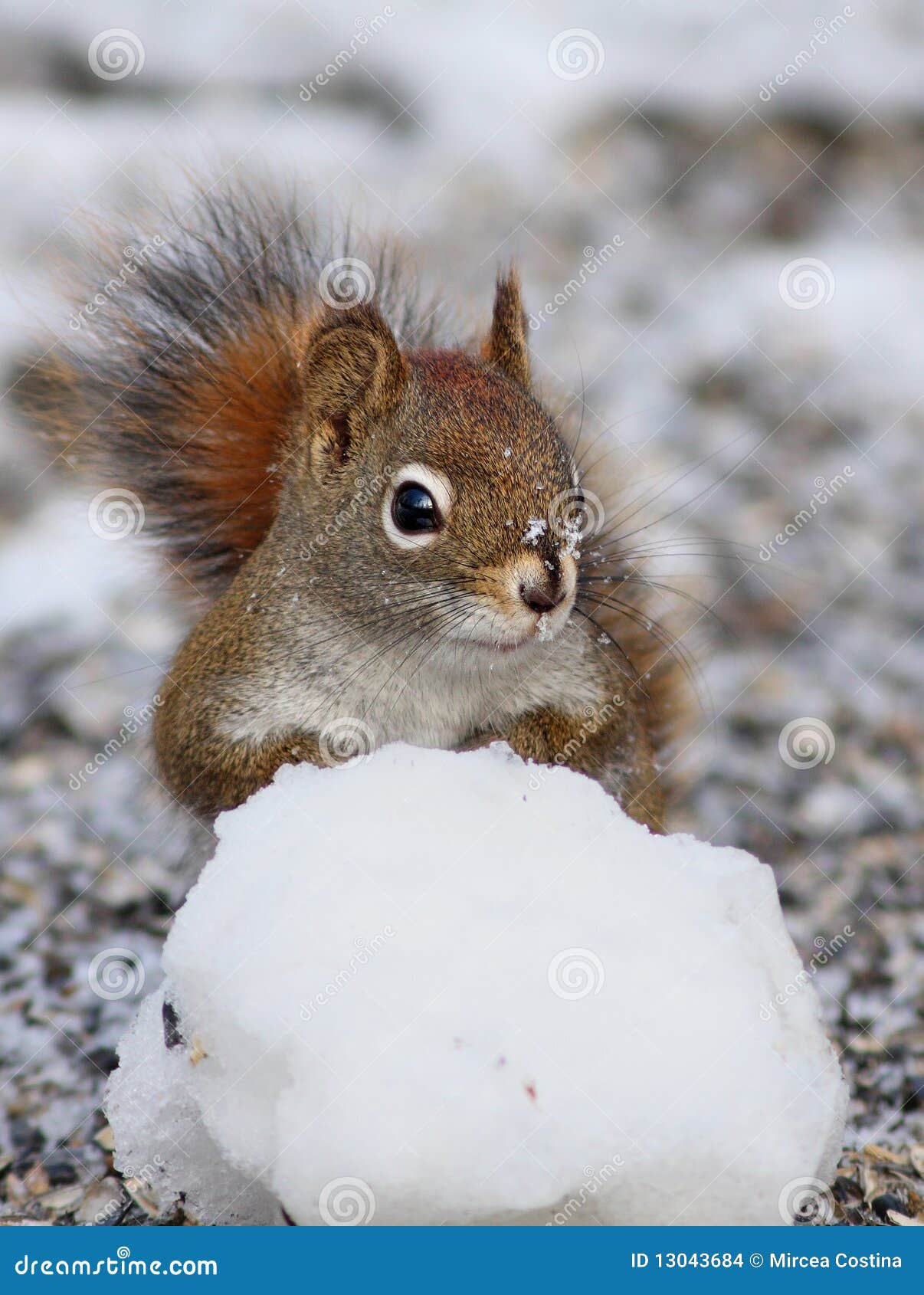 Funny red squirrel stock photo. Image of mammal, wilderness - 13043684
