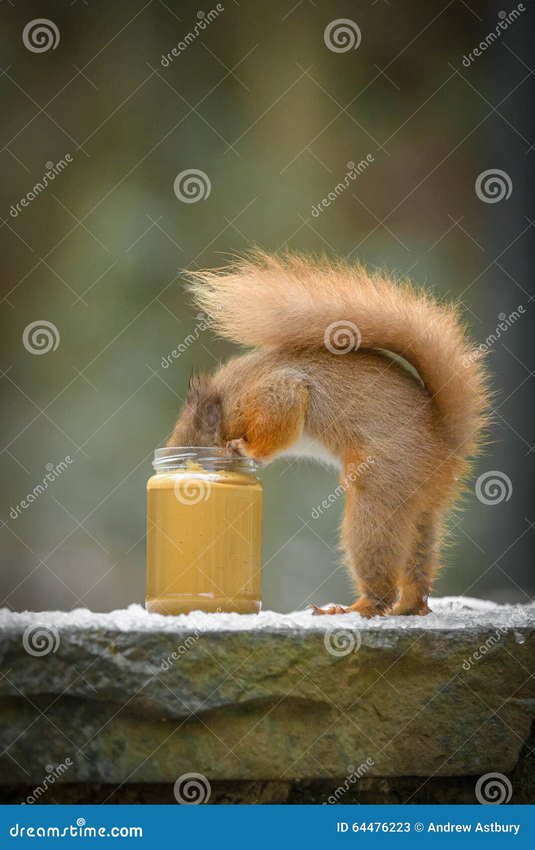 Funny Red Squirrel stock image. Image of funny, rodent - 64476223