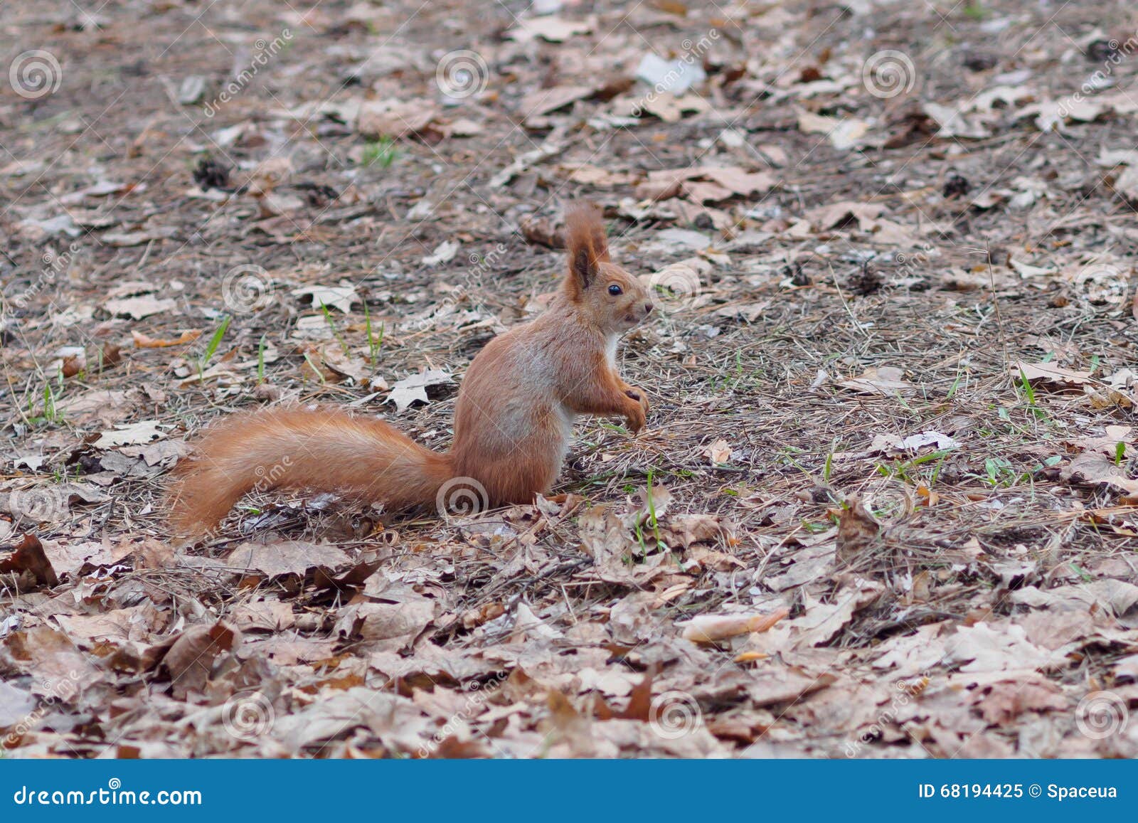 Funny Red Squirrel with Scary Face Posing in the Park Stock Image ...