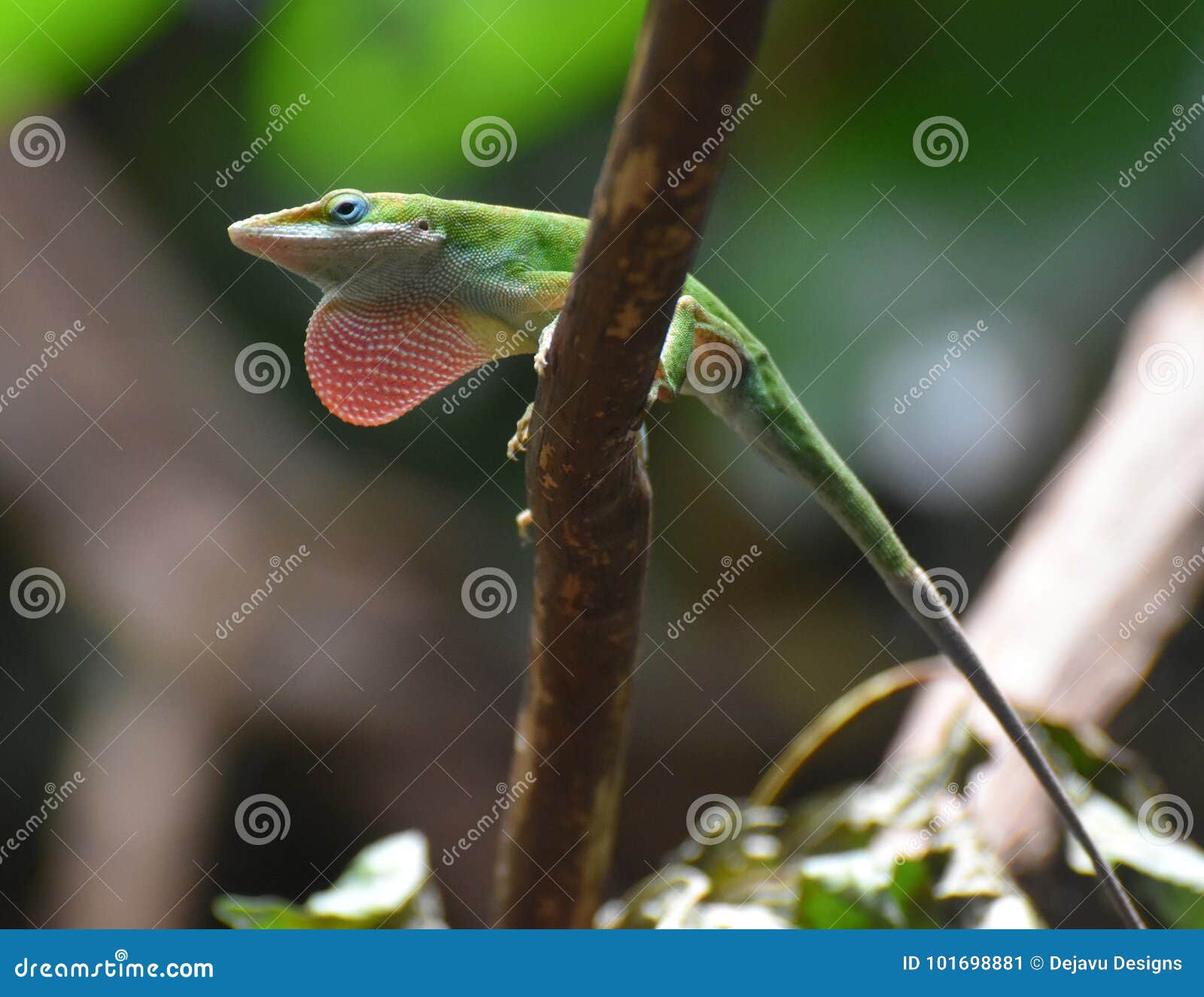 Funny Red Throated Lizard Giving the Side Eye Stock Image - Image of ...