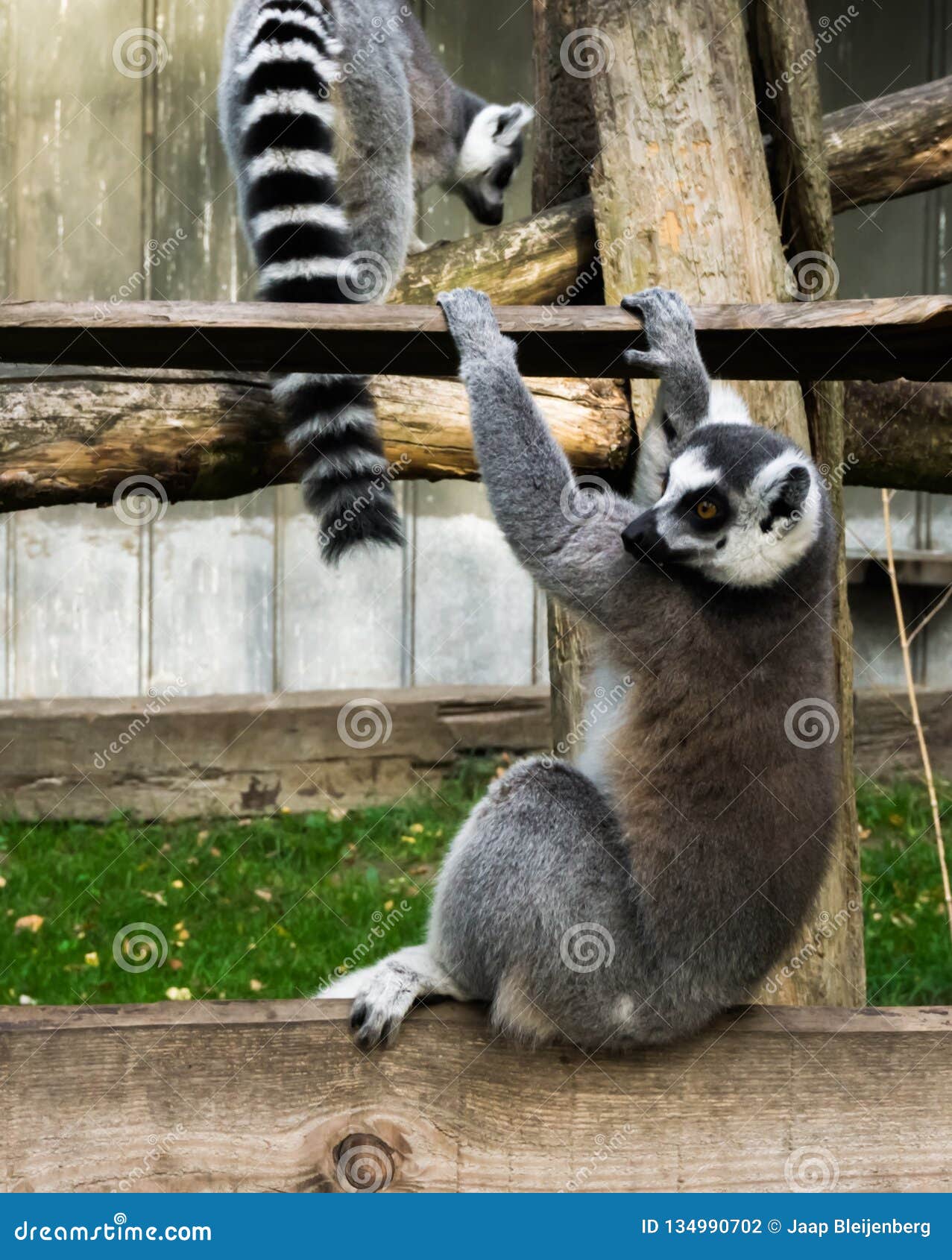 Funny Ring Tailed Lemur Monkey, Playing and Swinging on a Wooden Plank ...