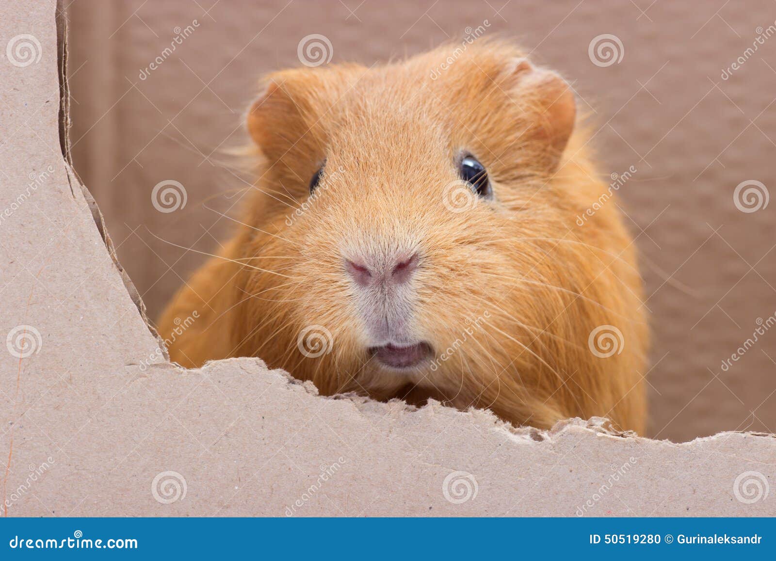 Funny rodent stock photo. Image of curiosity, domestic - 50519280