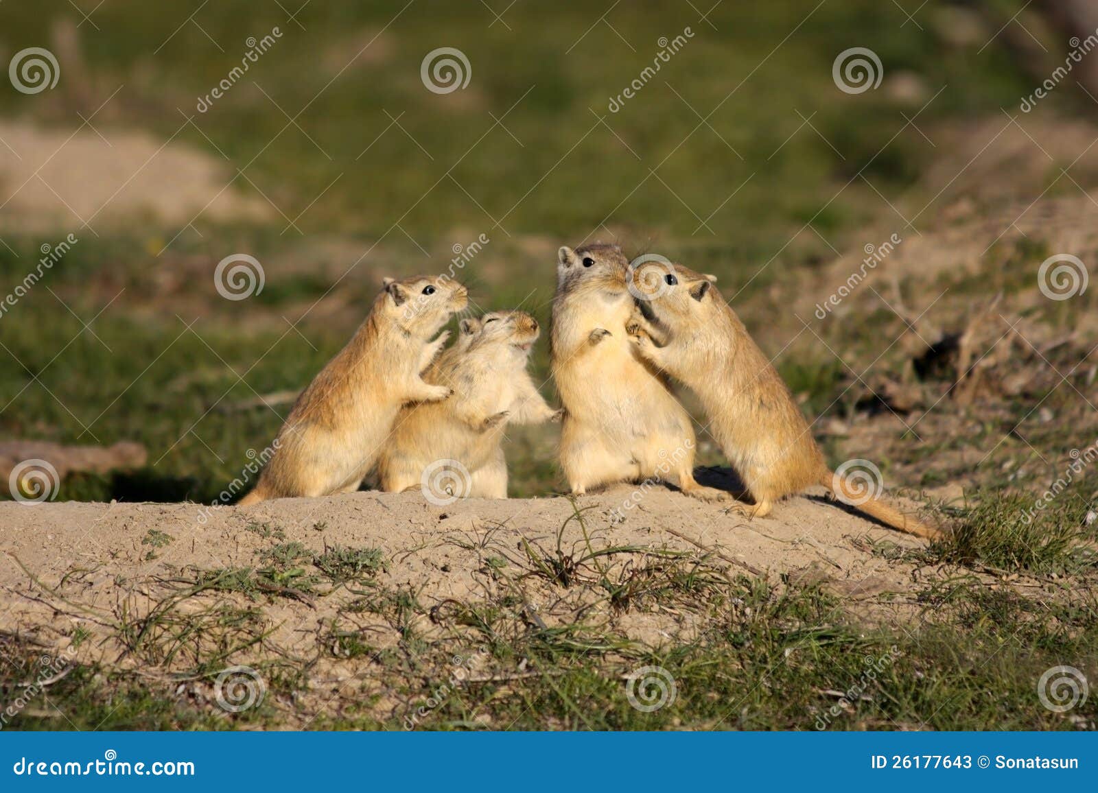 Funny rodents stock image. Image of friends, hole, cute - 26177643