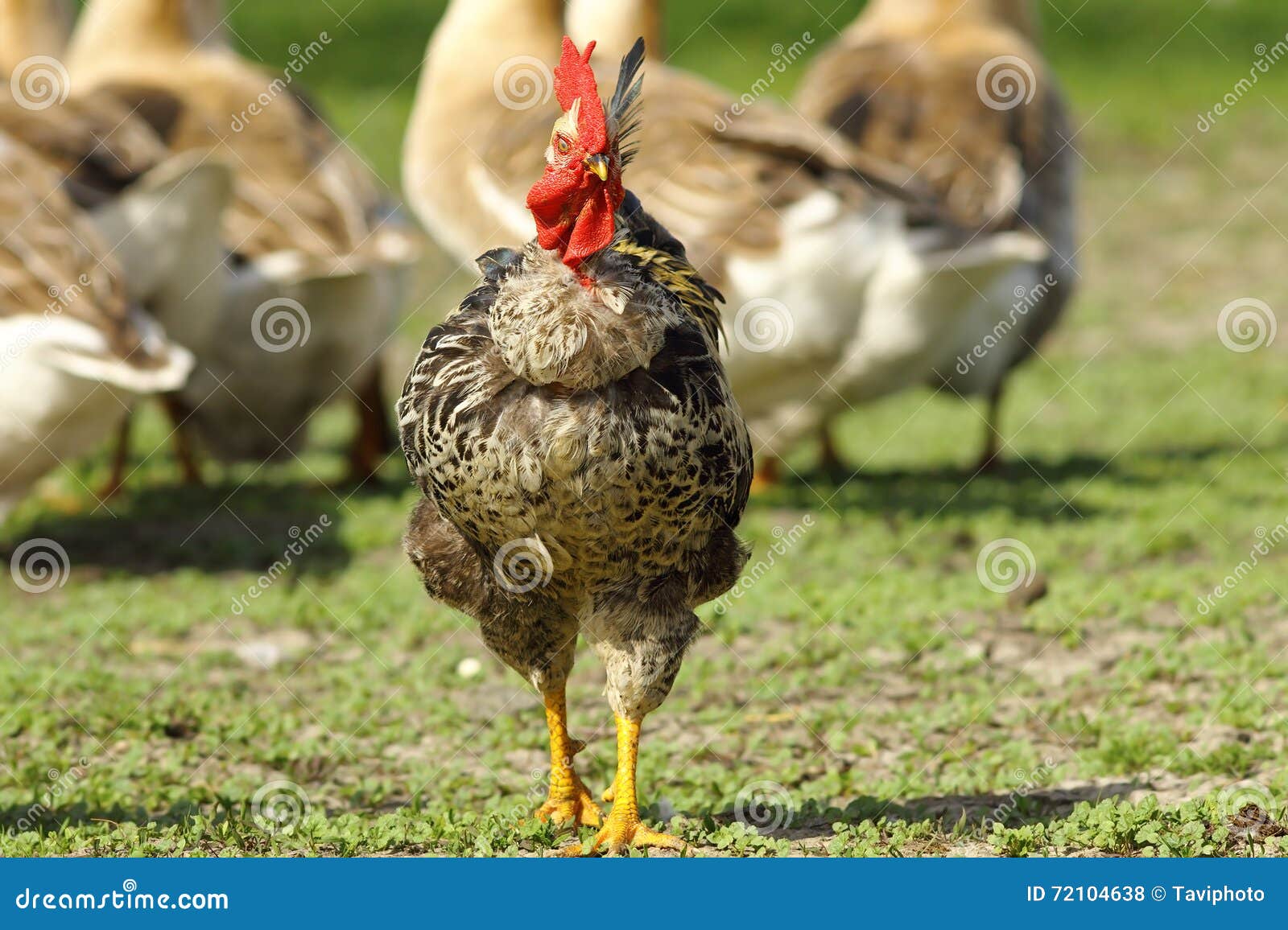 Funny rooster at bird farm stock photo. Image of beak - 72104638