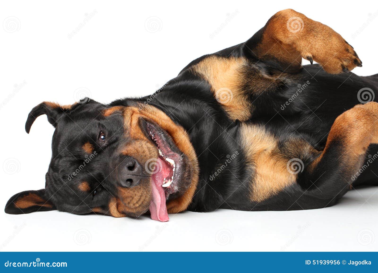 Funny Rottweiler stock photo. Image of brown, funny, panting - 51939956