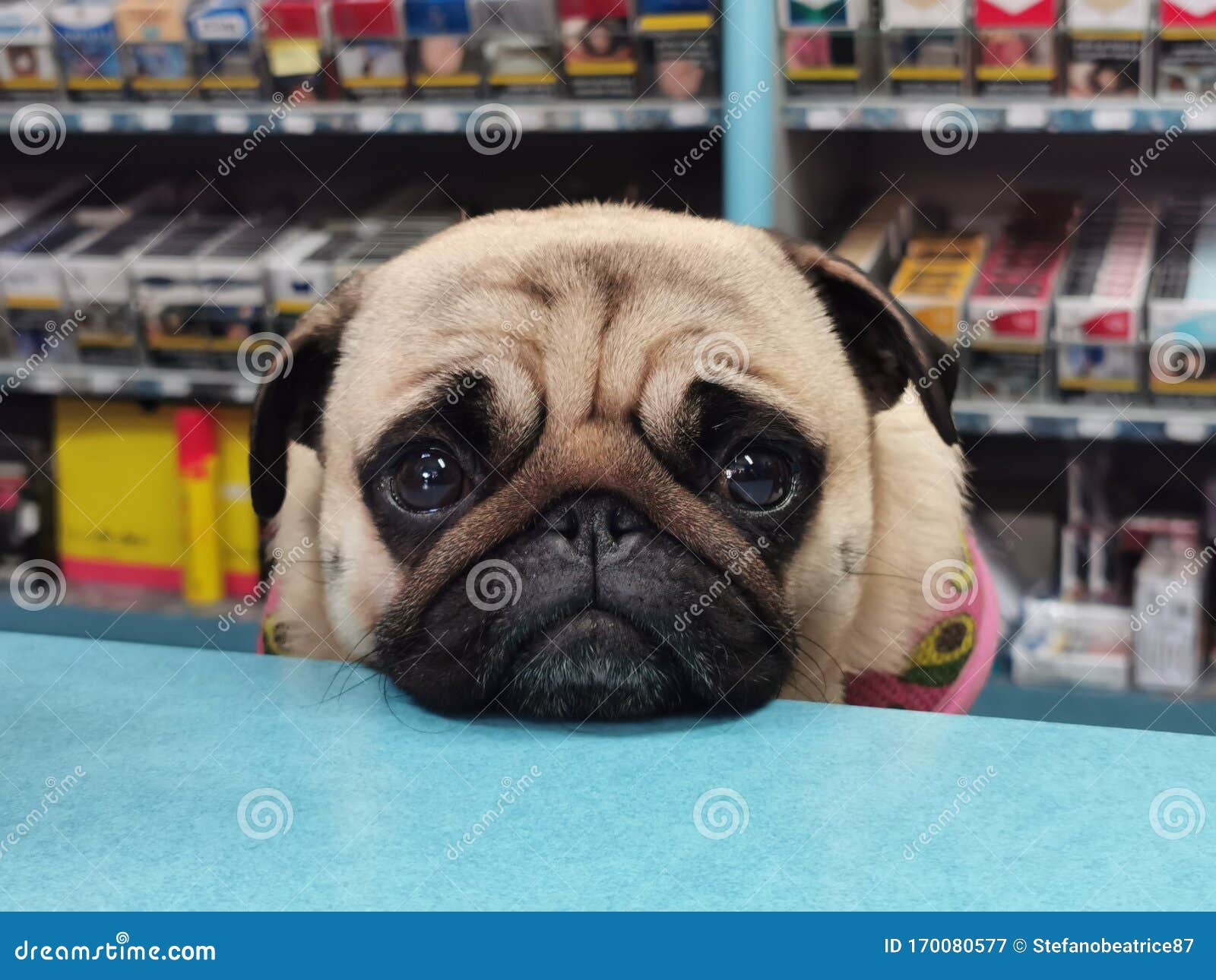 A Funny Sad Lovely Tired Pug Stock Image - Image of tired, lovely ...