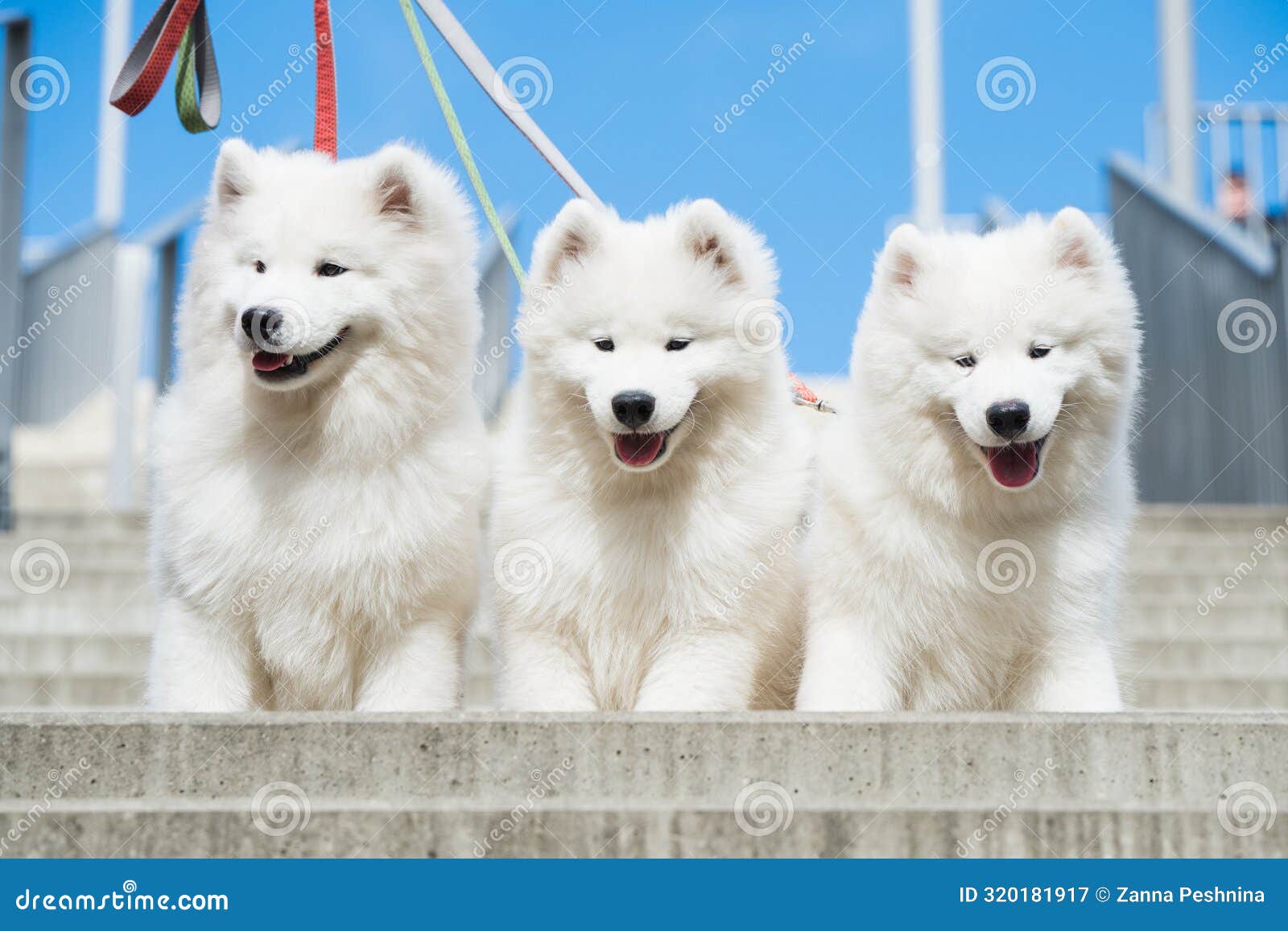 Funny Samoyed Dogs are Lying on the Stairs Stock Image - Image of ...