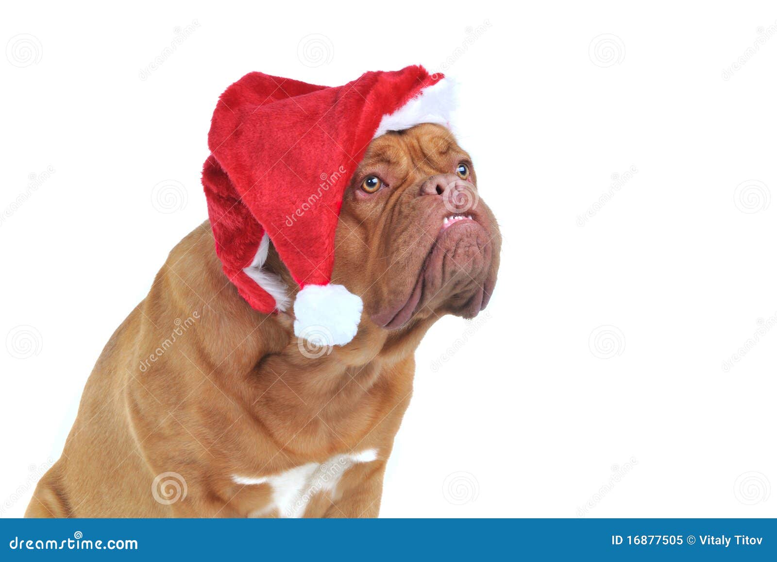 Funny Santa Dog stock image. Image of head, humor, pets - 16877505