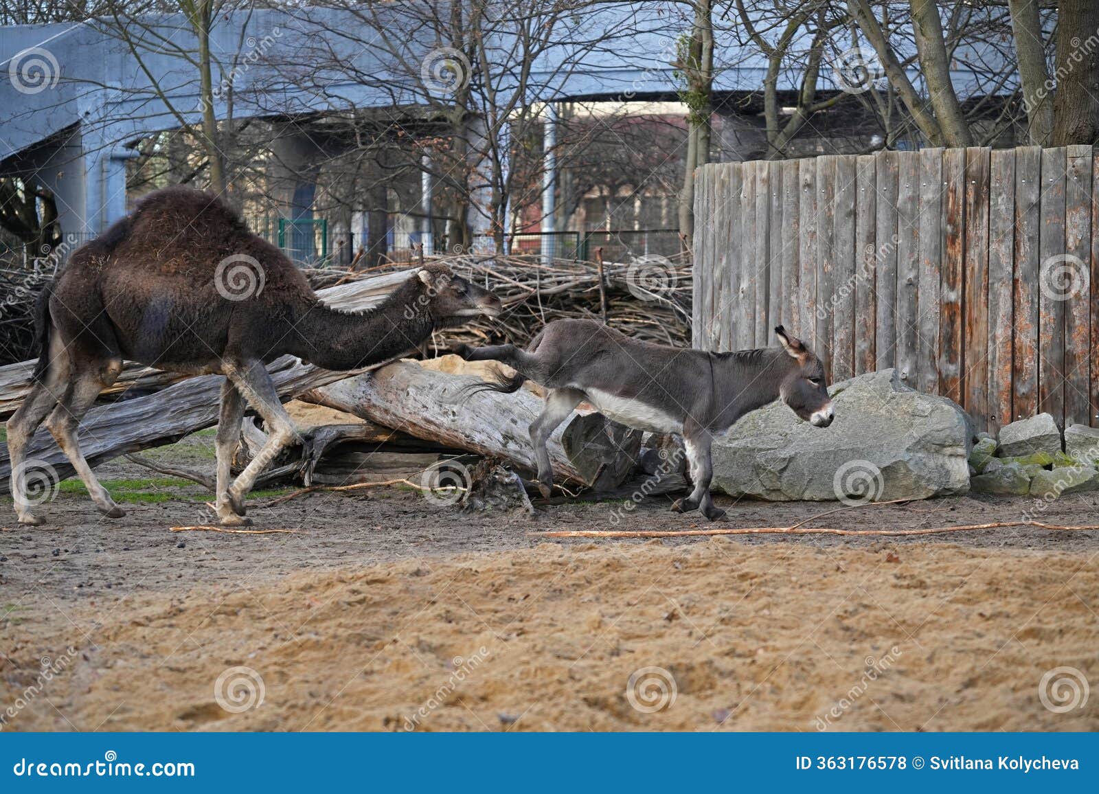 Funny Scene As Camel Chasing an Donkey in the Zoo Stock Photo - Image ...