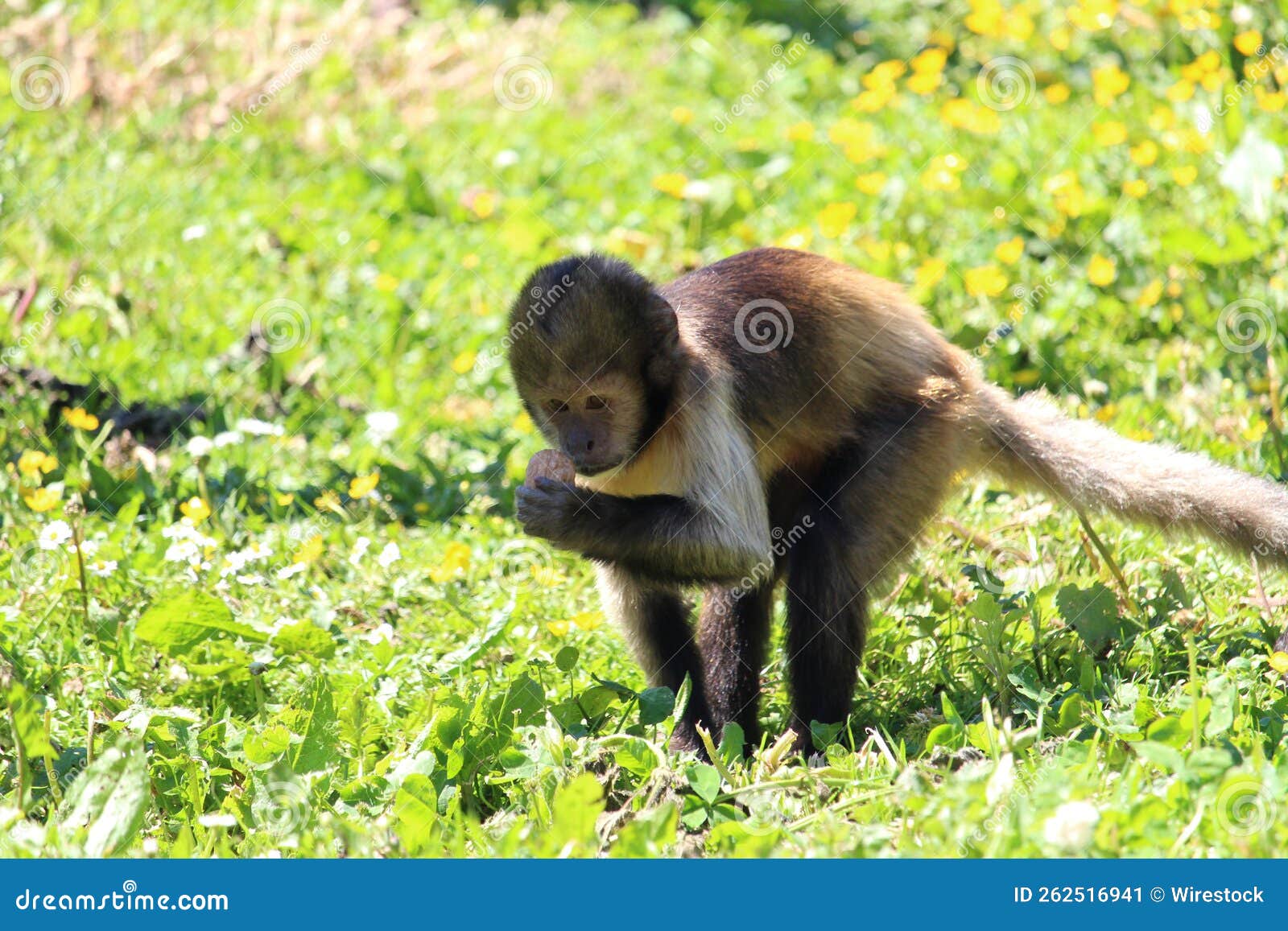 Funny Scene with a Little Cute Monkey Exploring a Nut Stock Image ...