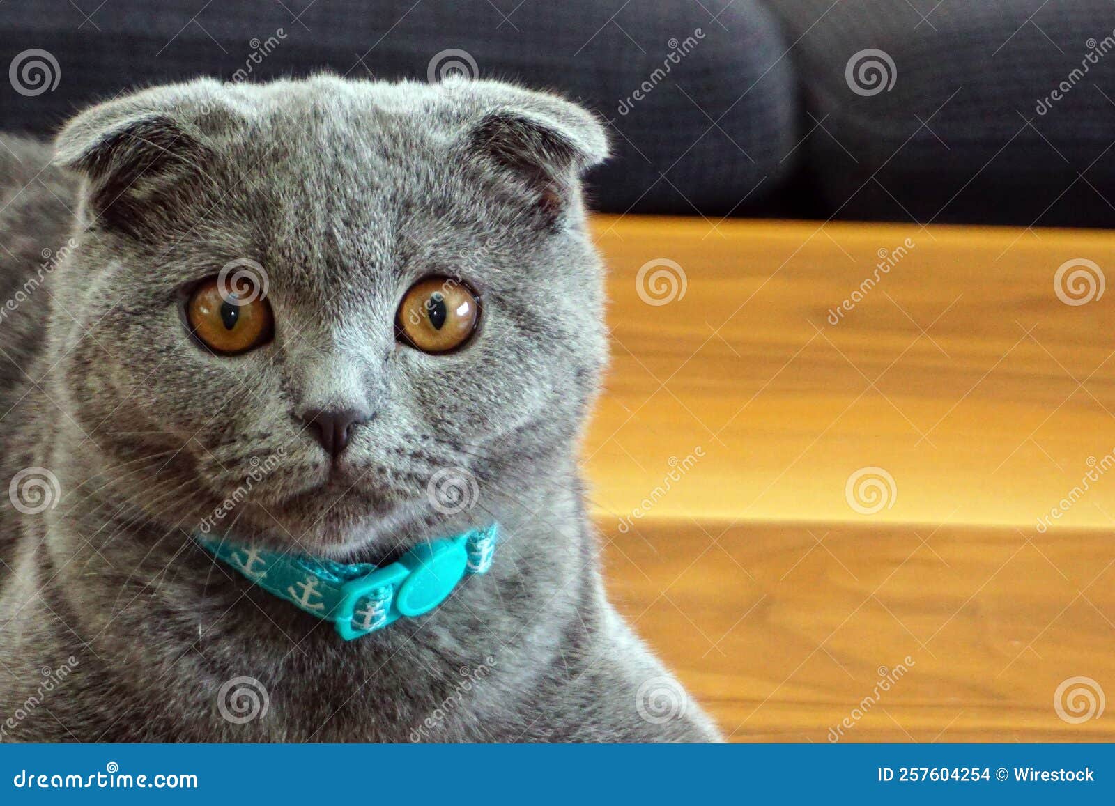 Funny Scottish Fold Breed Cat Looking at the Camera, Close Up Stock ...