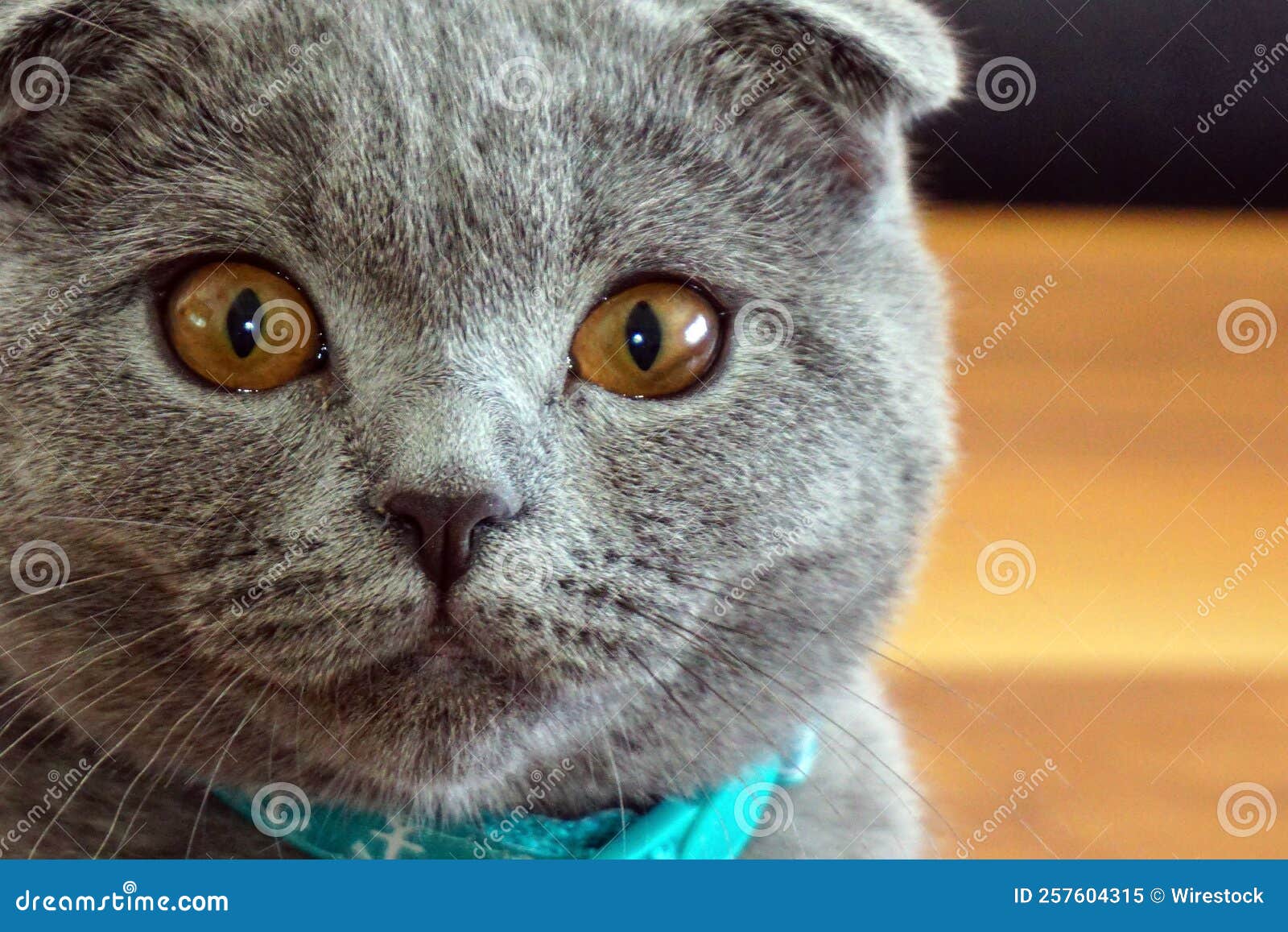 Funny Scottish Fold Breed Cat Looking at the Camera, Close Up Stock ...