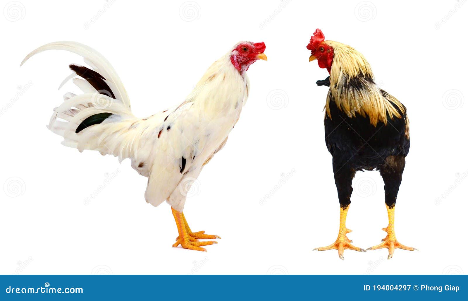 Funny screaming rooster. stock image. Image of humor - 194004297