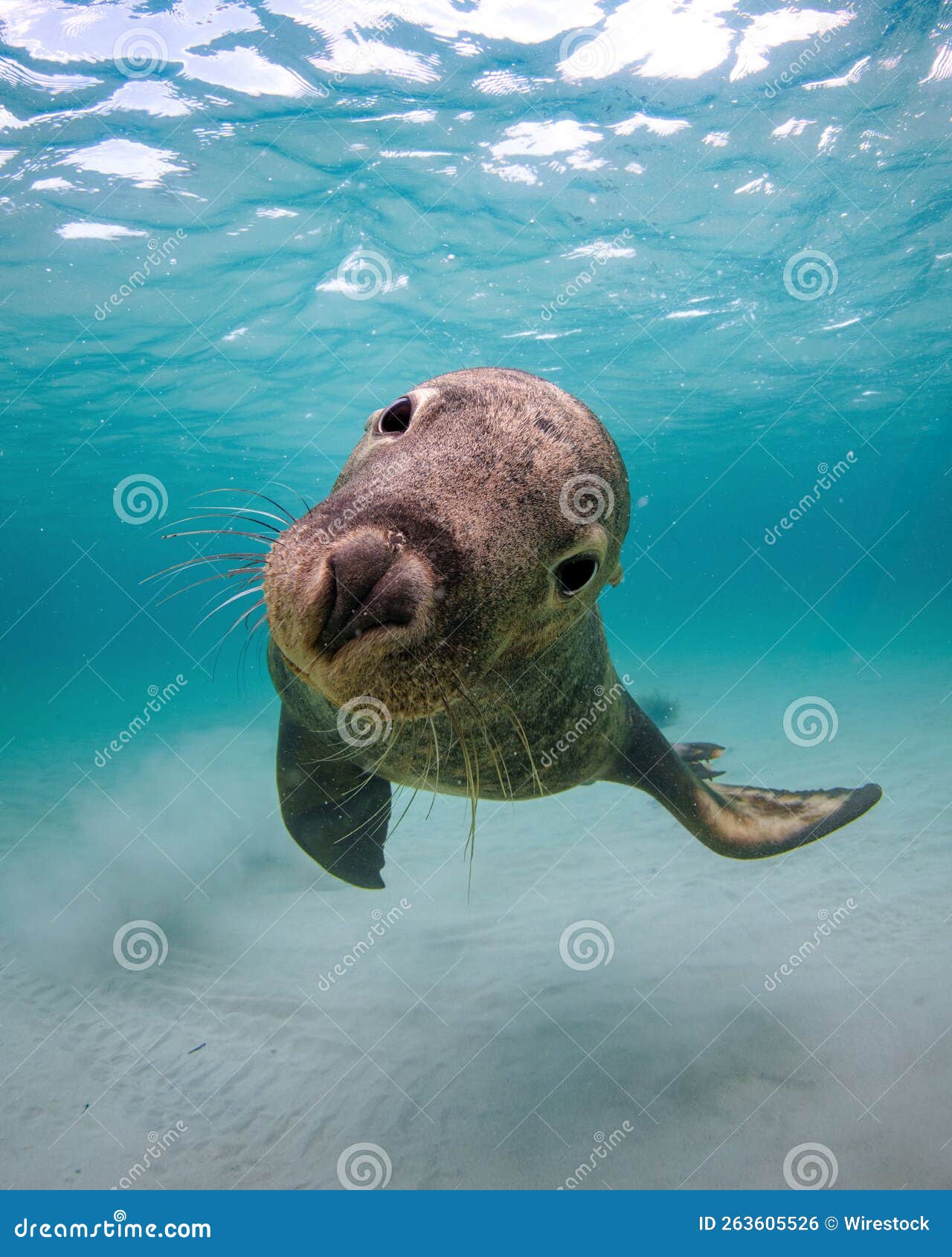 Funny Sea Lion Under the Ocean Stock Photo - Image of flippers ...