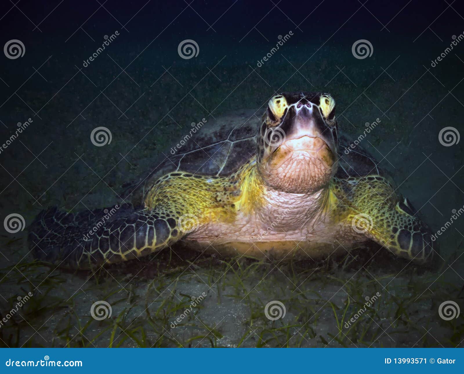 Funny Sea Turtle Underwater Stock Image - Image of egypt, grass: 13993571