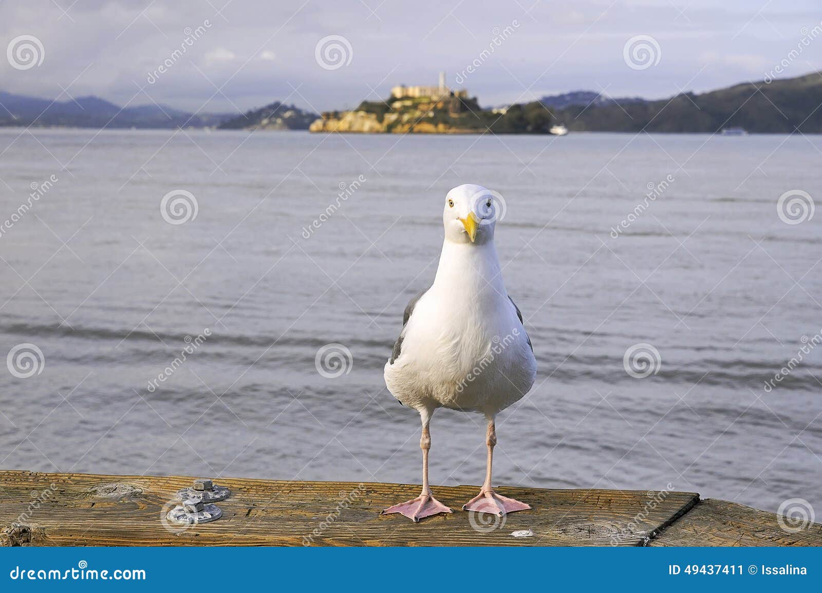 Funny seagull stock image. Image of staring, america - 49437411