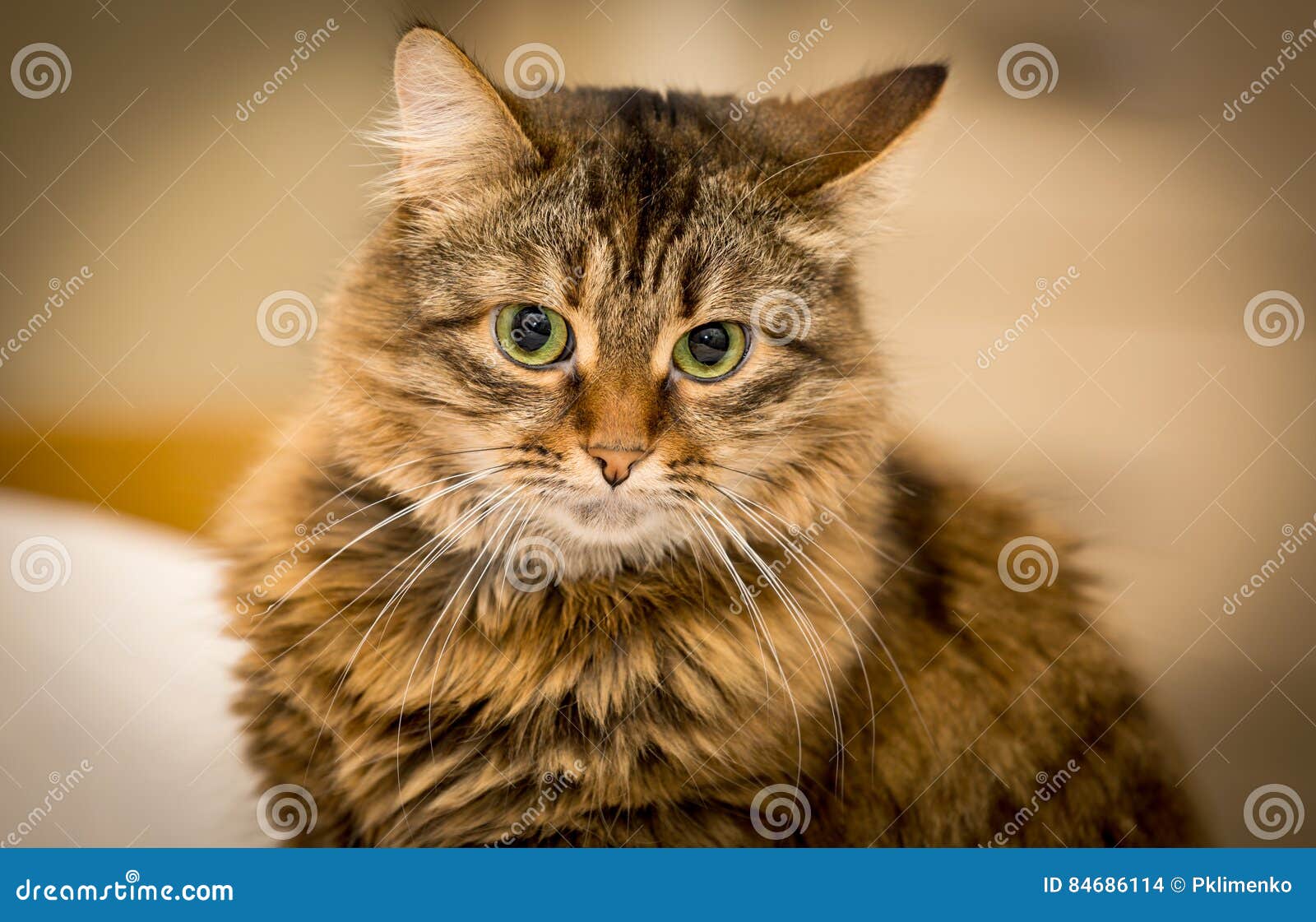 Funny serious cat stock photo. Image of portrait, cats - 84686114