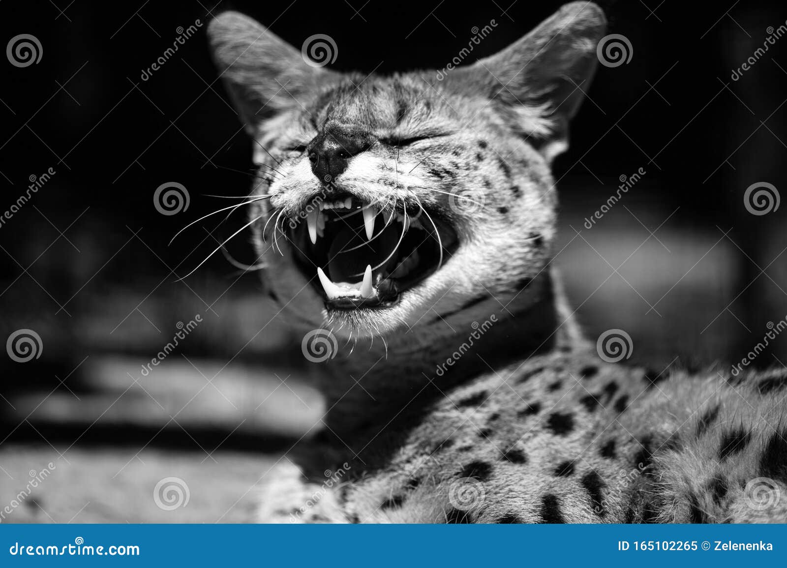 Funny serval cat stock image. Image of animal, gaze - 165102265