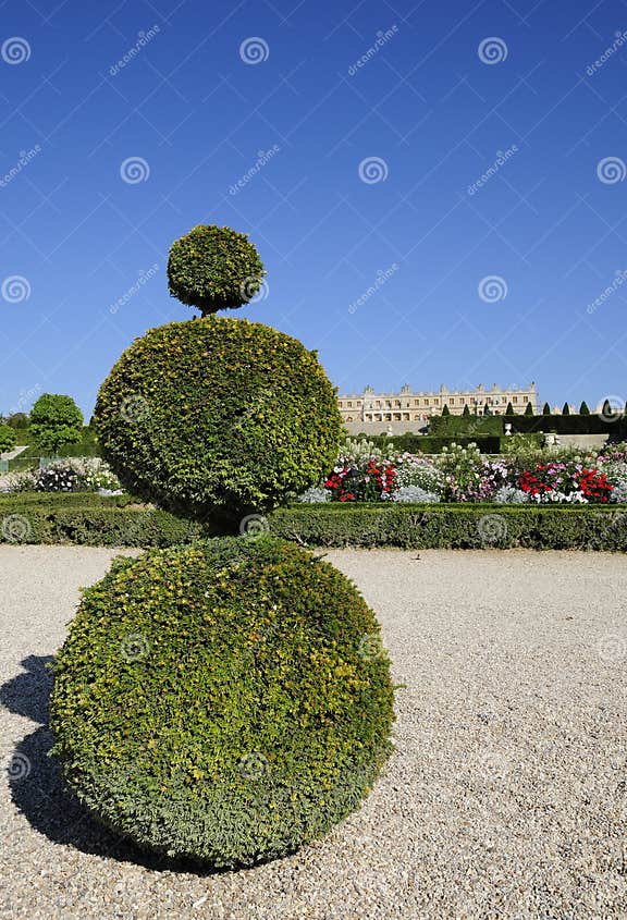 Funny Shaped Tree for Artwork of Garden Stock Image - Image of green ...