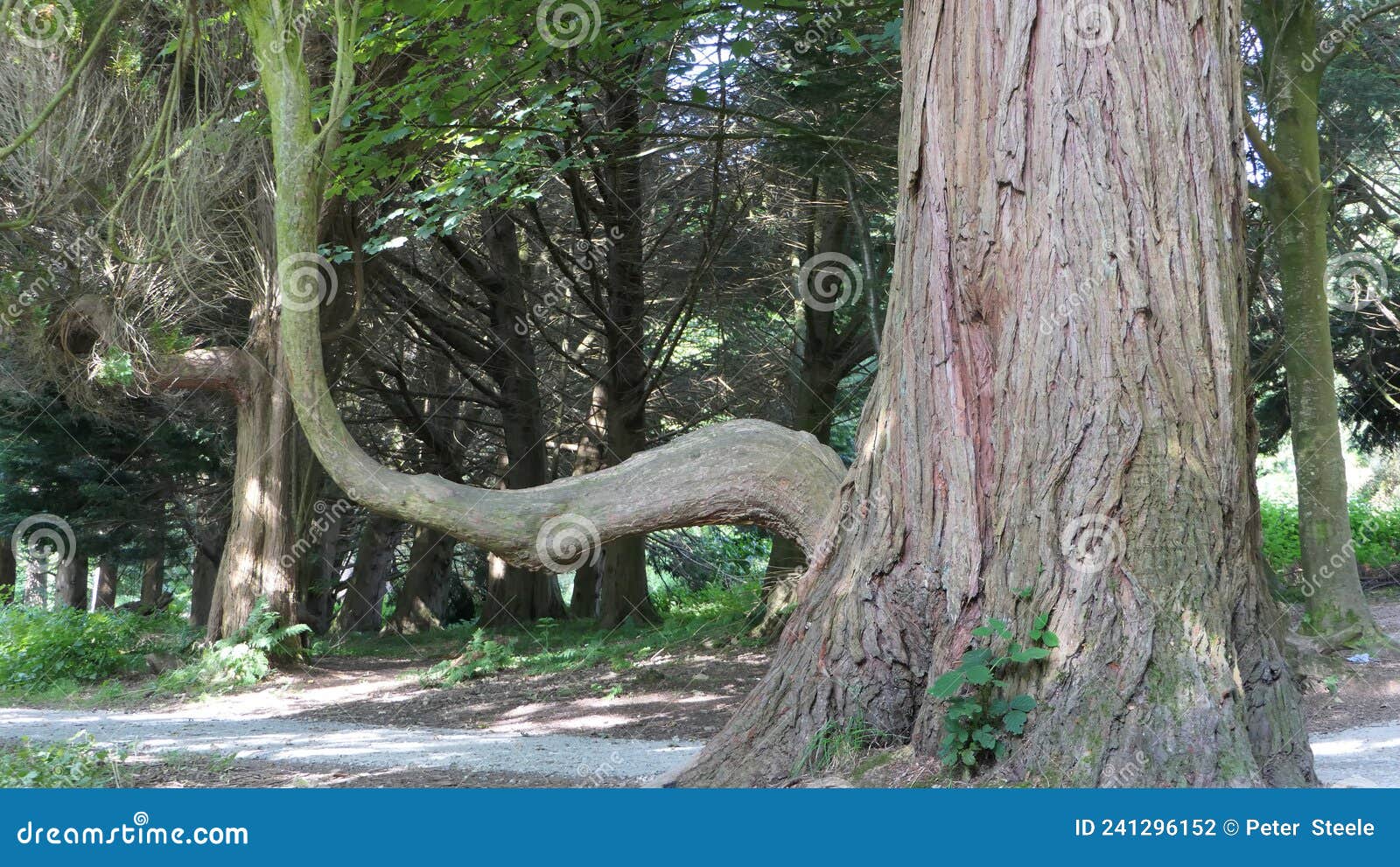 A Funny Shaped Yew Tree in a Forest in UK Stock Photo - Image of ...