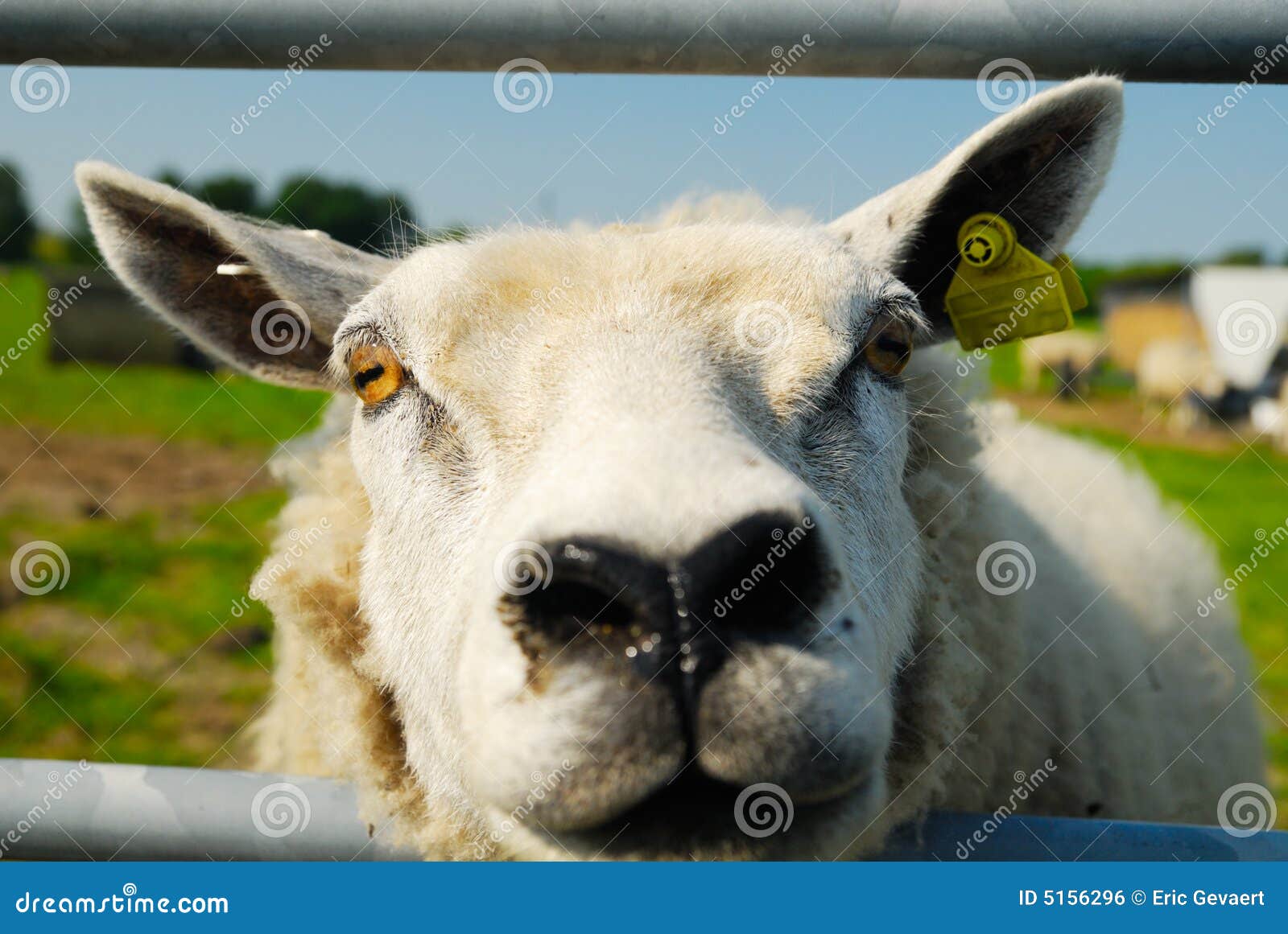 Funny sheep stock photo. Image of care, sheep, funny, naivety - 5156296