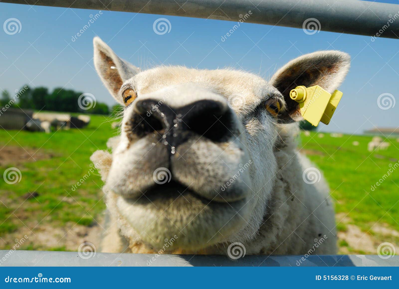 Funny Sheep Picture. Image: 5156328