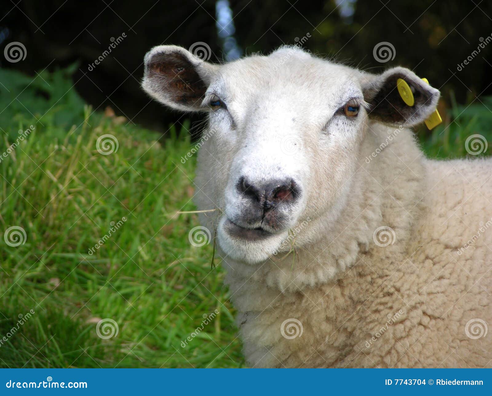 Funny sheep stock photo. Image of sheep, rural, farming - 7743704